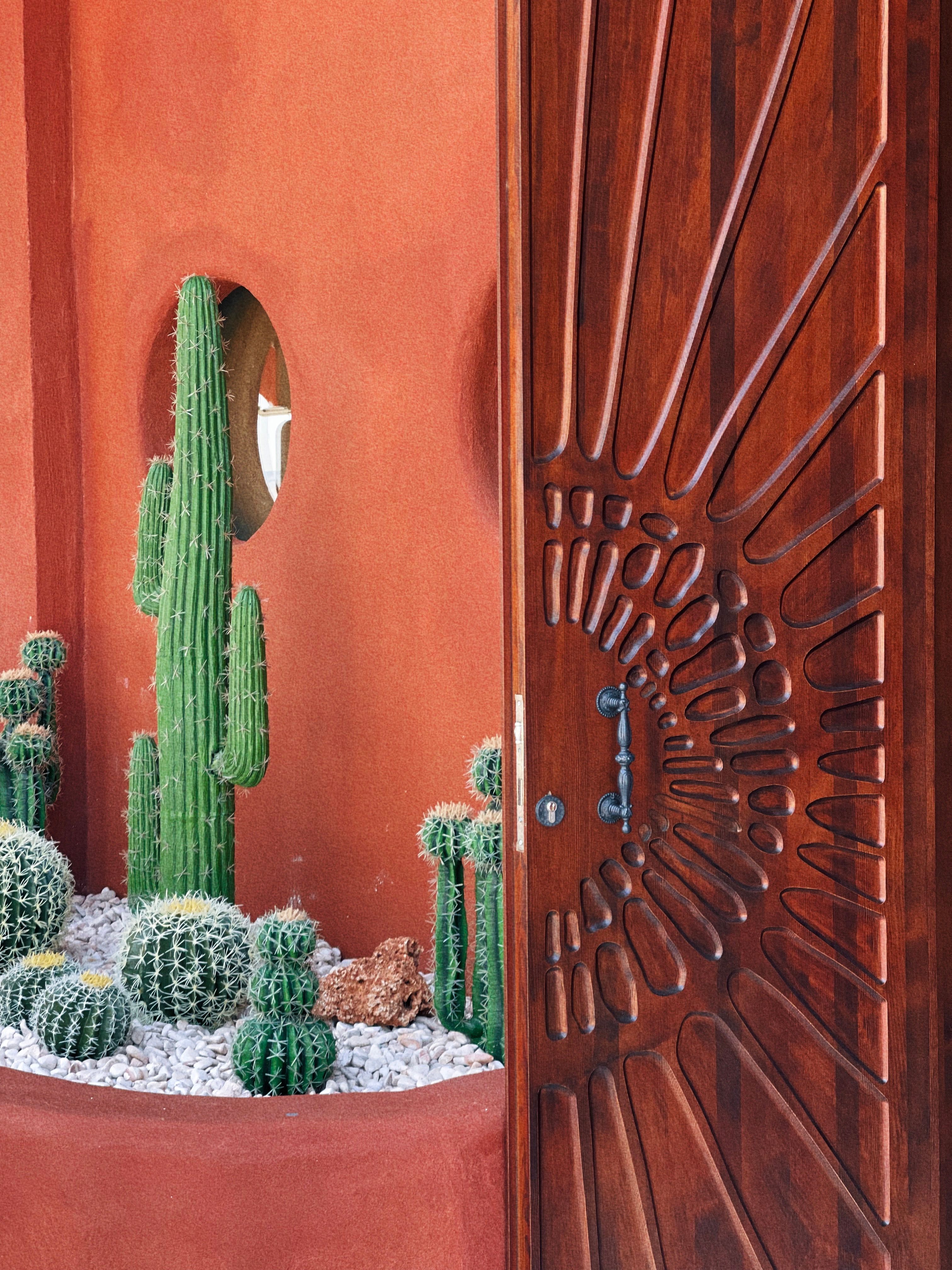 Cacti Growing outside the Building · Free Stock Photo