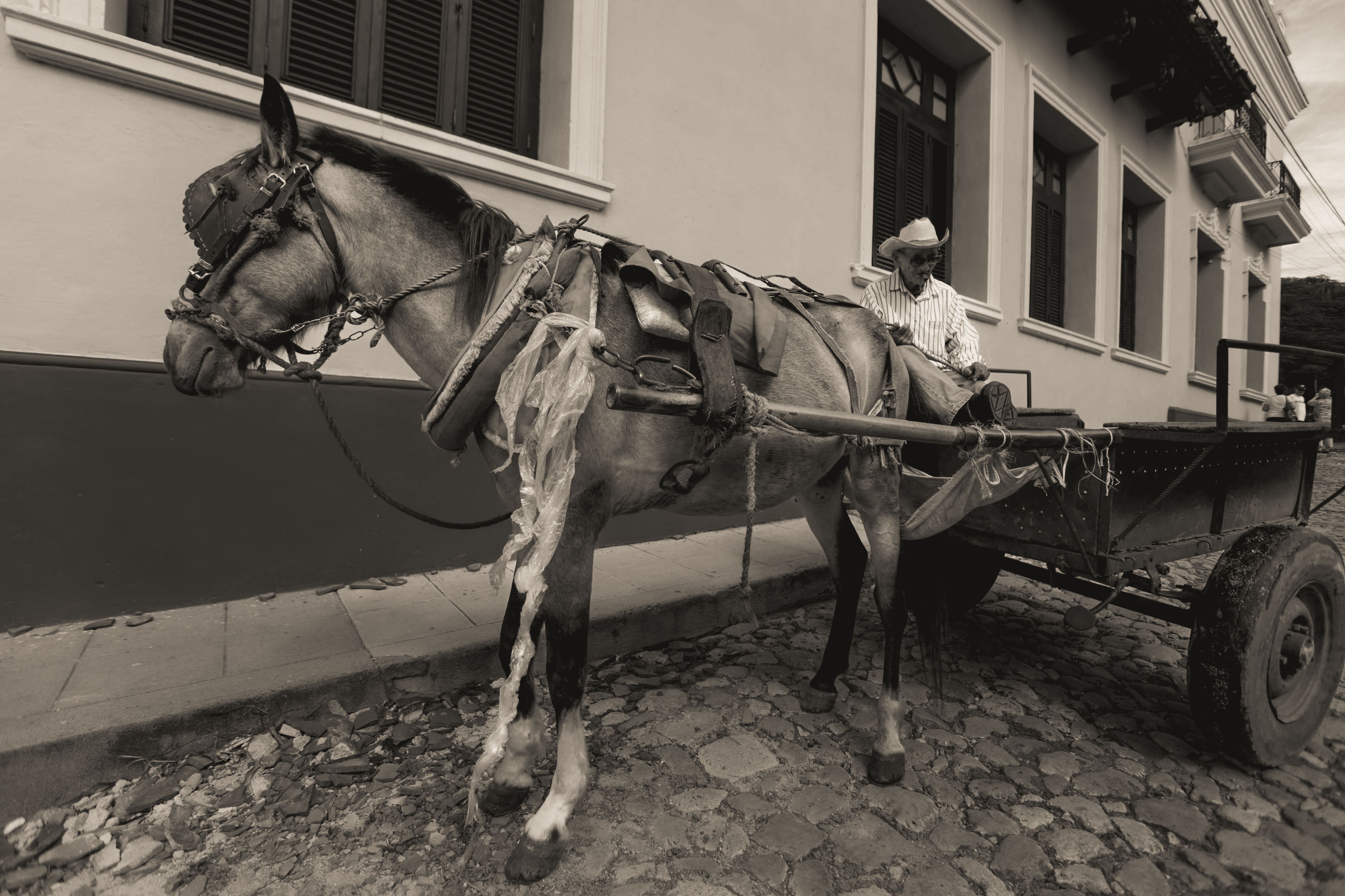 Man on a Carriage Pulled by a Horse · Free Stock Photo