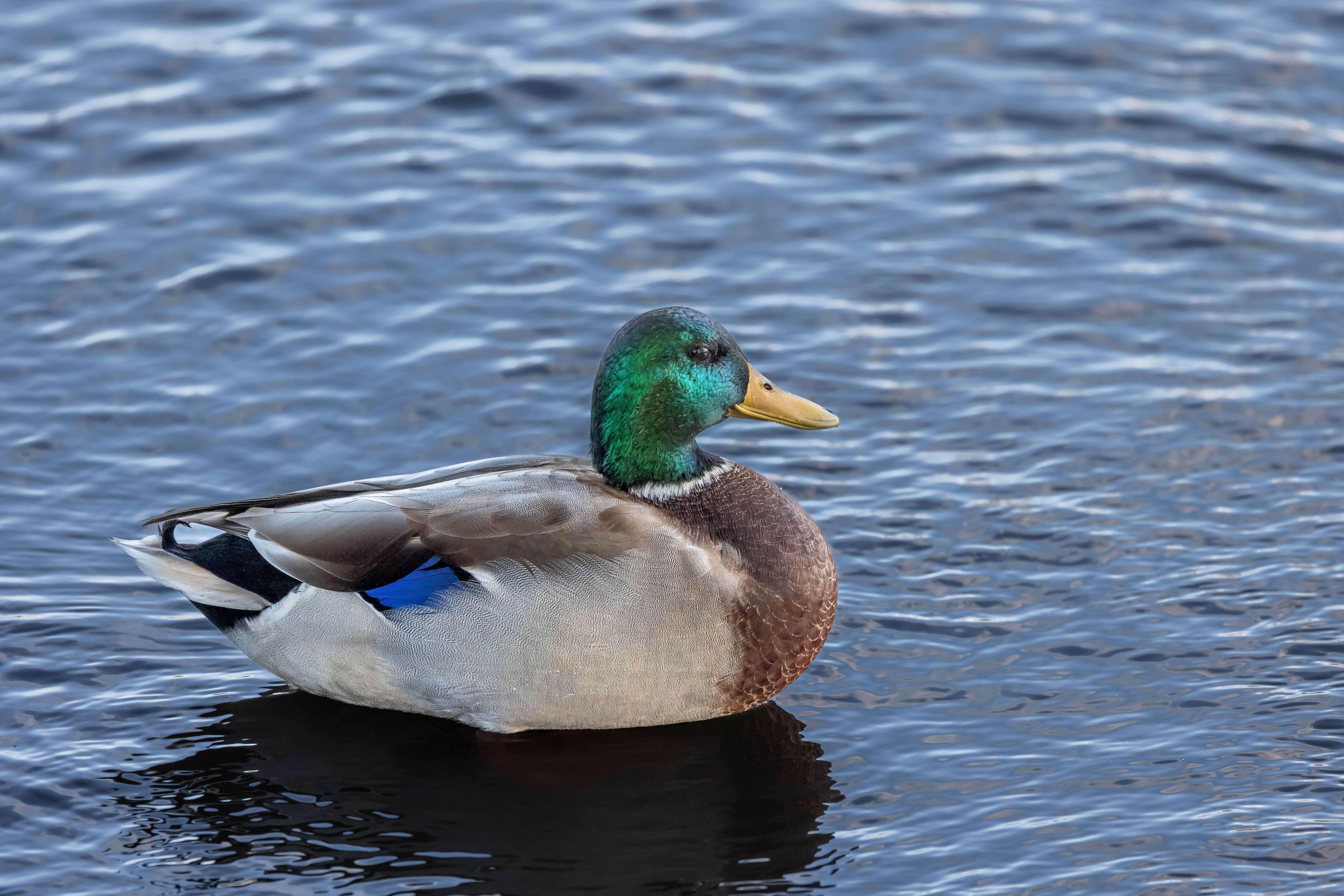 Mallard on Water · Free Stock Photo