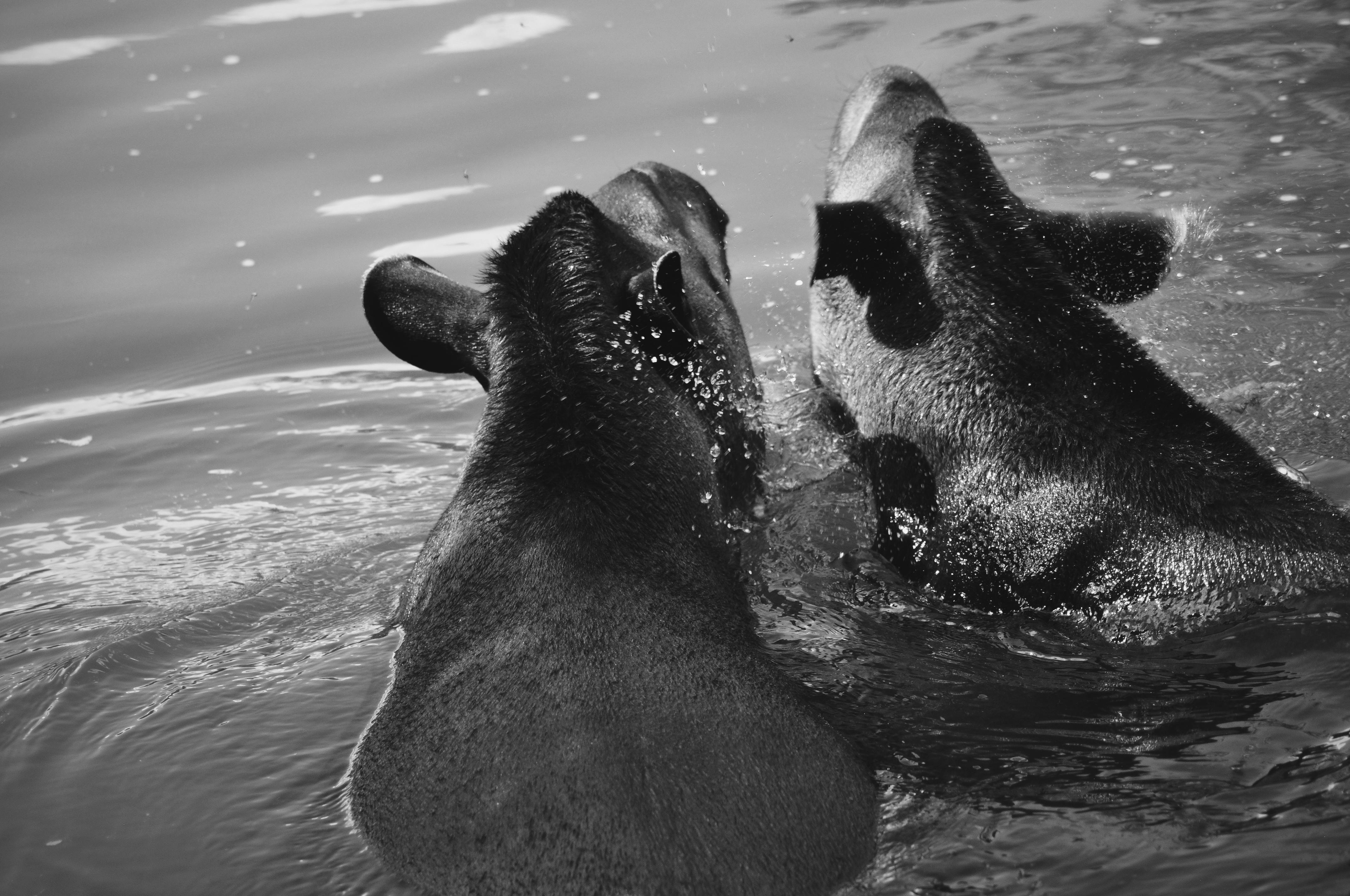 Tapirs Swimming on a Pond · Free Stock Photo