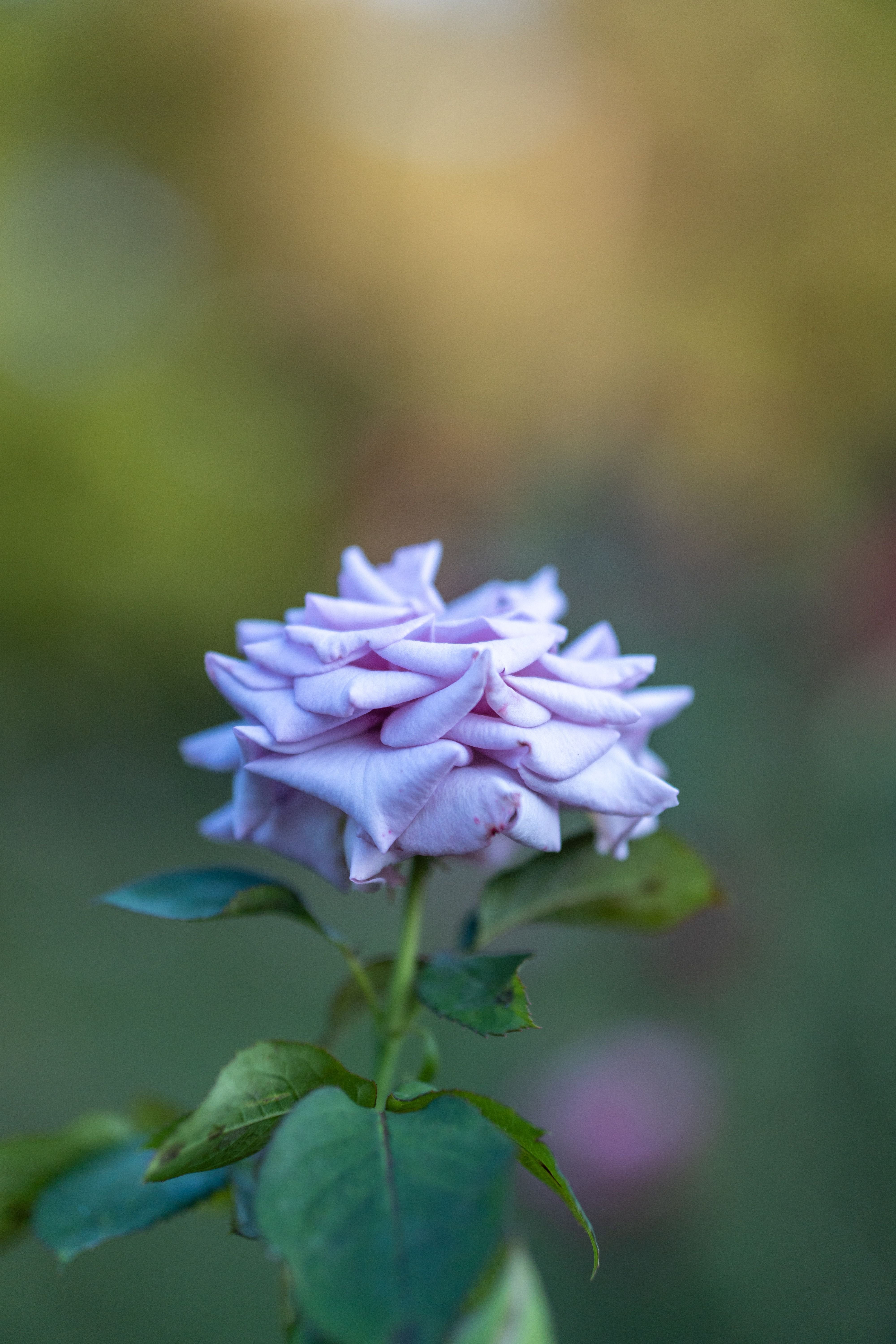 Close Up of a Purple Rose · Free Stock Photo