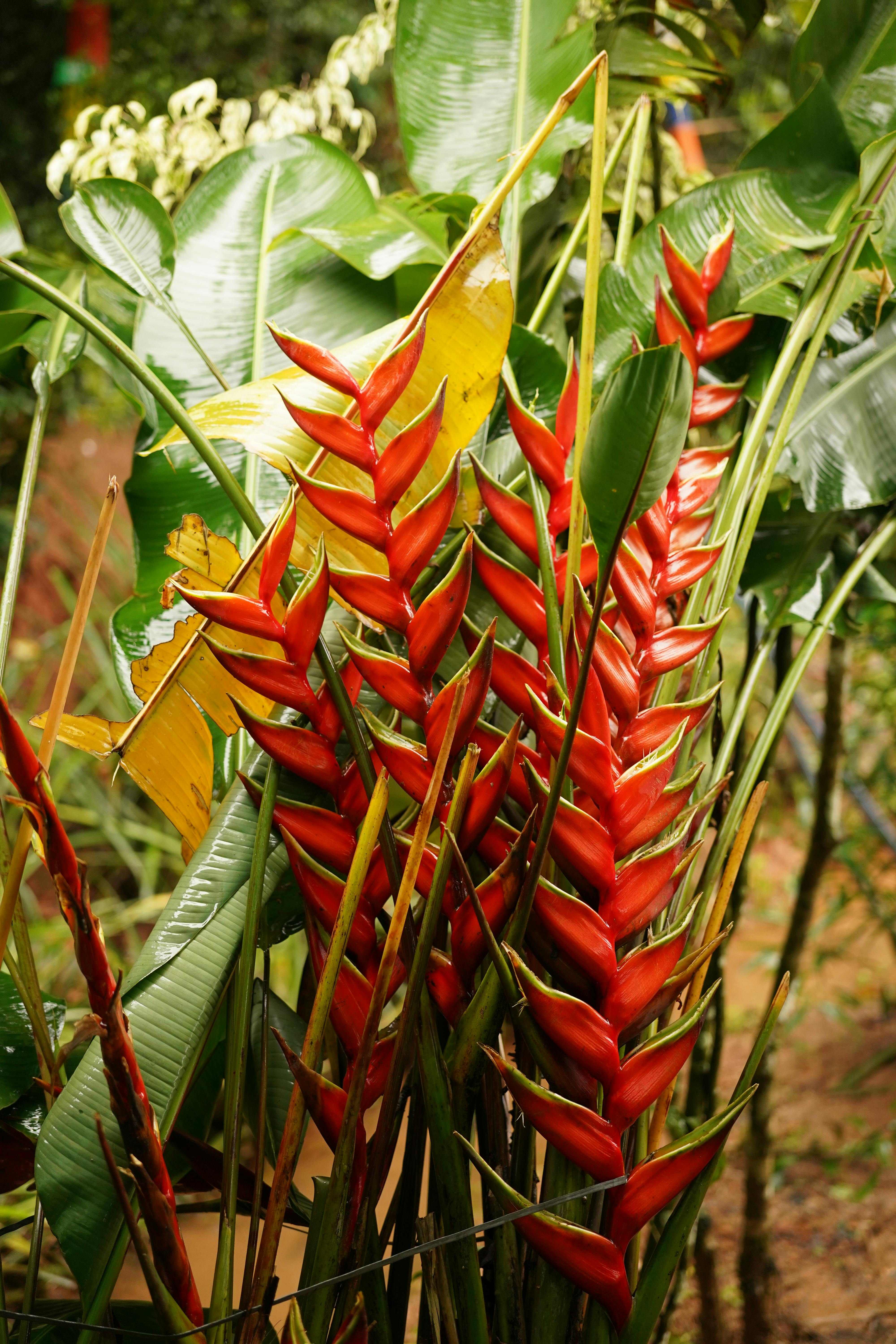 A Heliconia Bihai Plant · Free Stock Photo