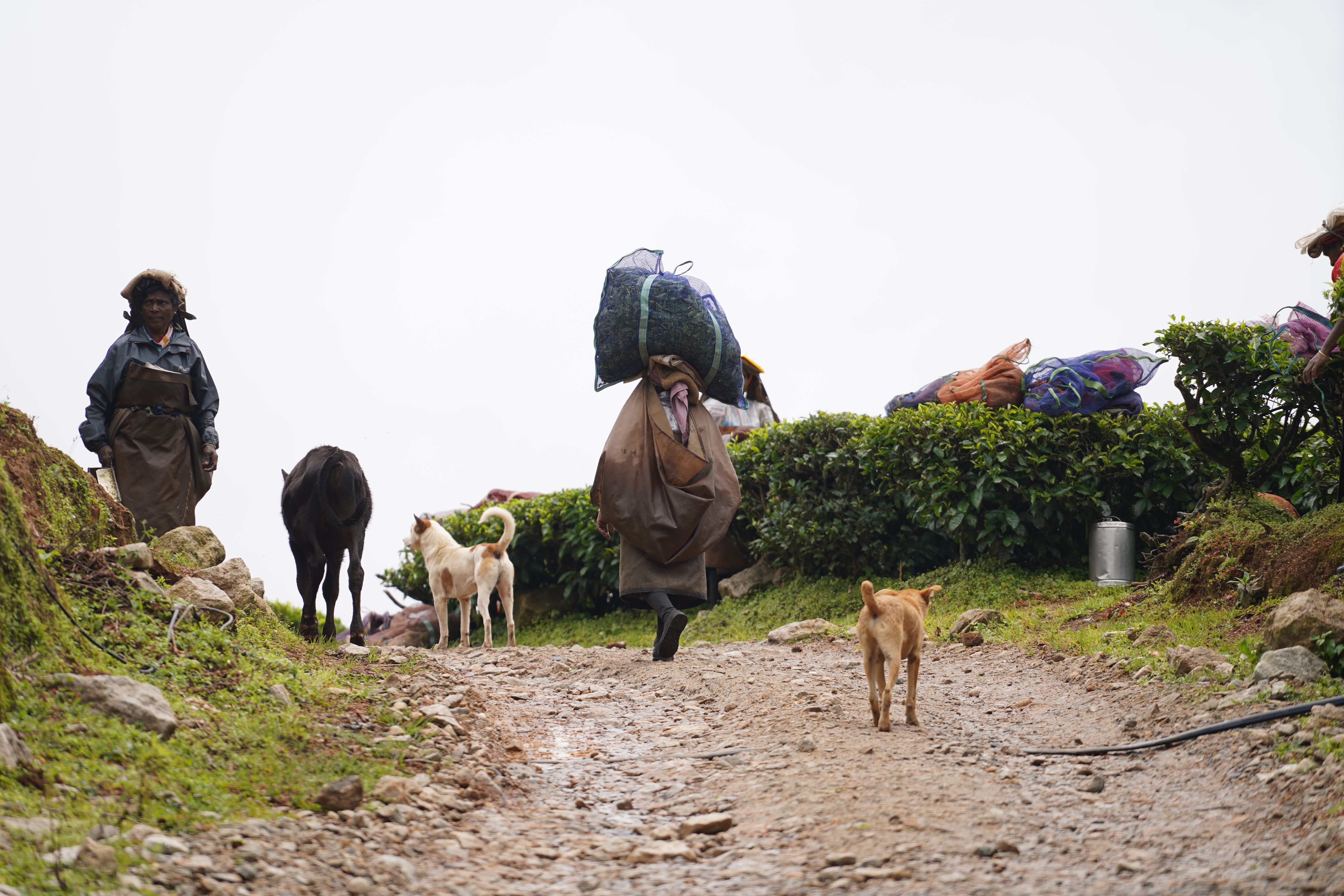 Labour Dogs In Landscape Photos, Download The BEST Free Labour Dogs In ...