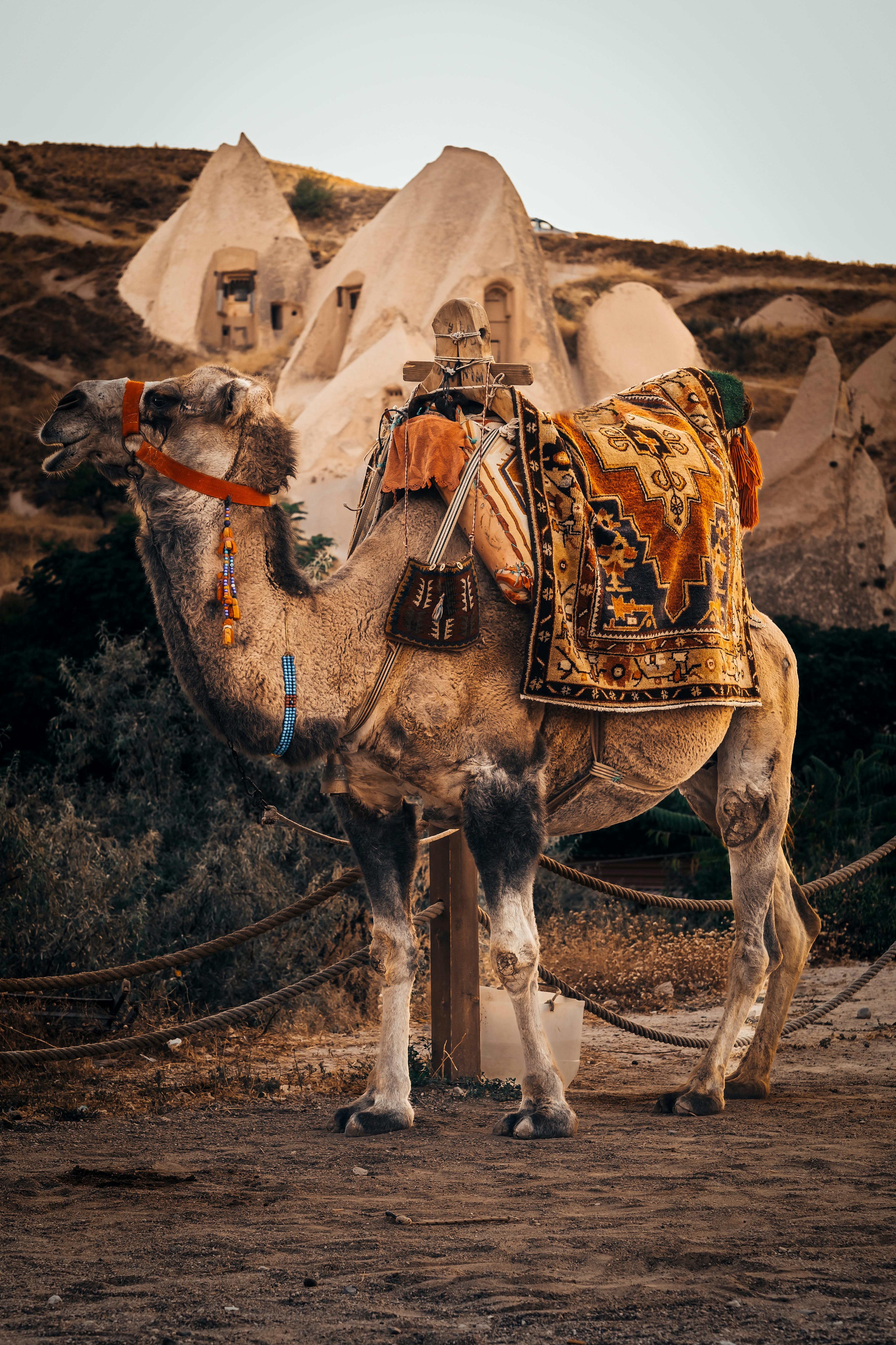 Camel with Decorated, Handmade Harness and Saddle · Free Stock Photo