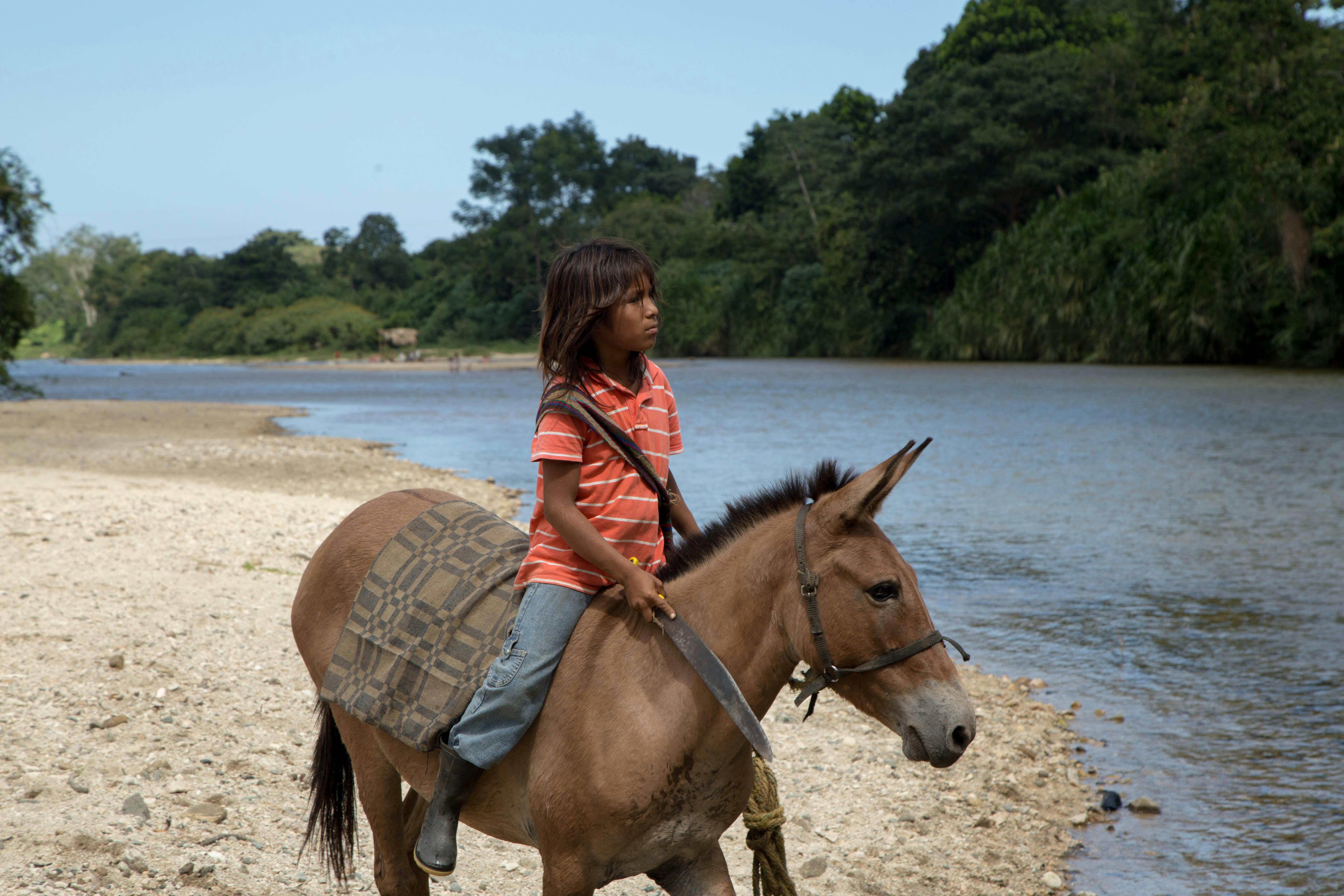 Boy Riding a Mule · Free Stock Photo