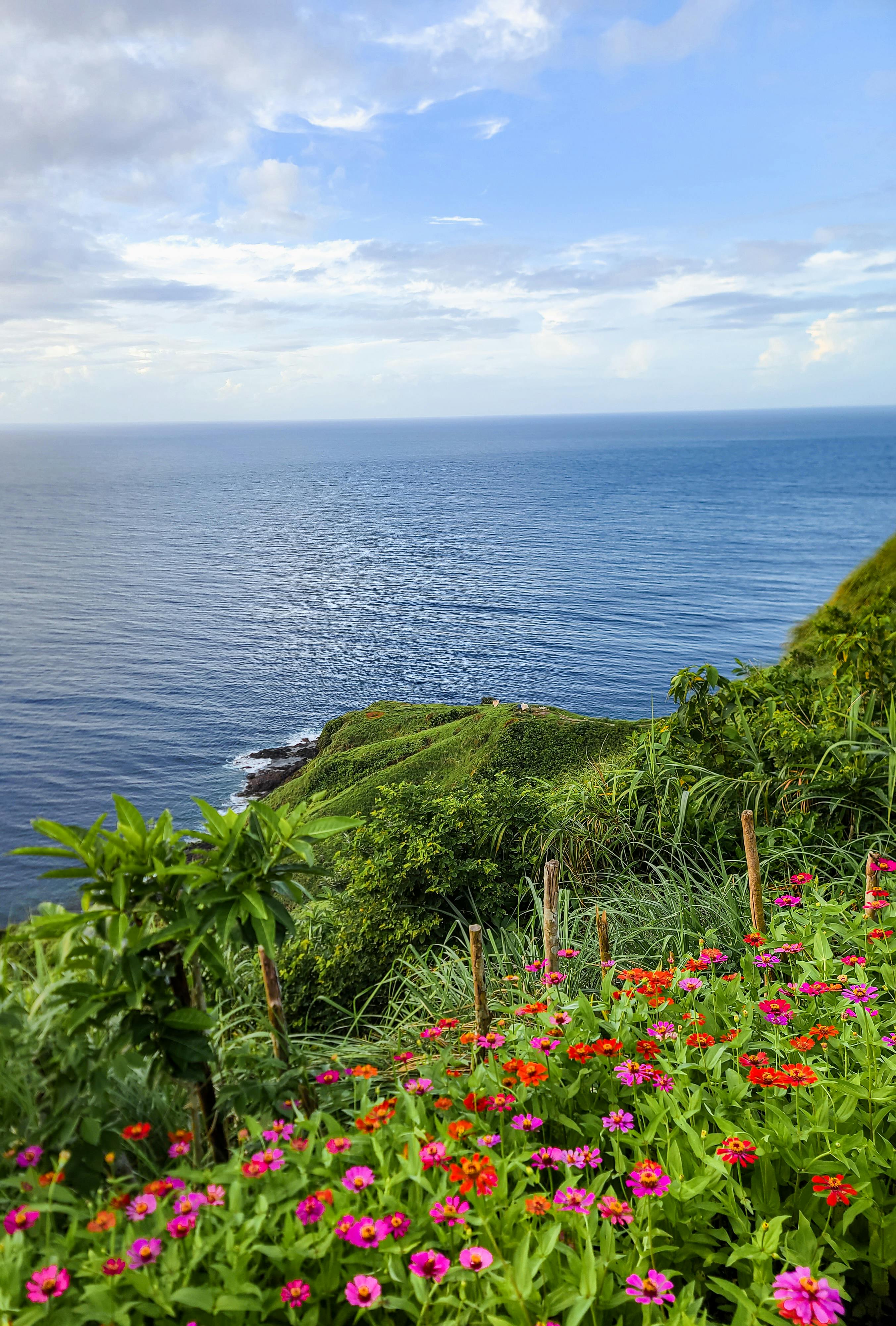 Flowers on Sea Shore · Free Stock Photo