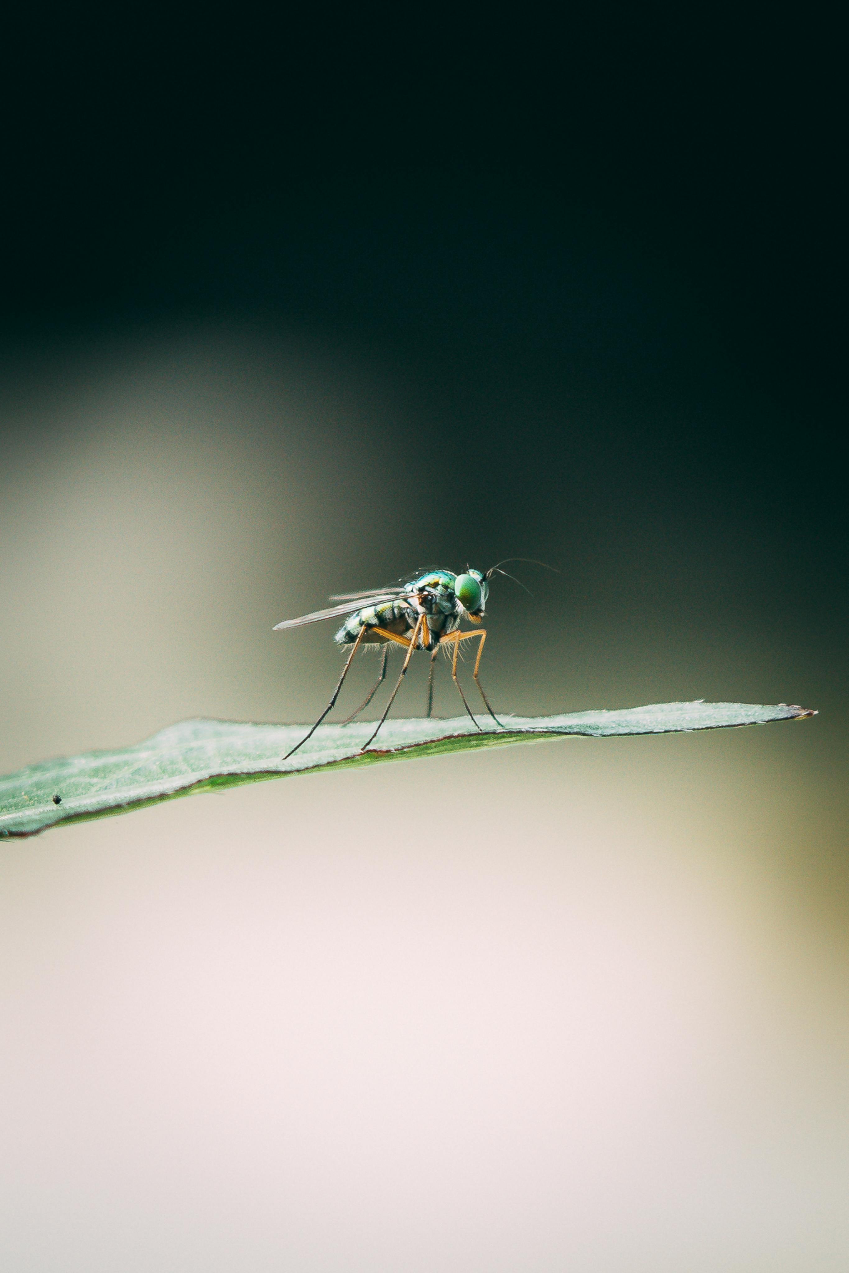 A Fly on a Leaf · Free Stock Photo
