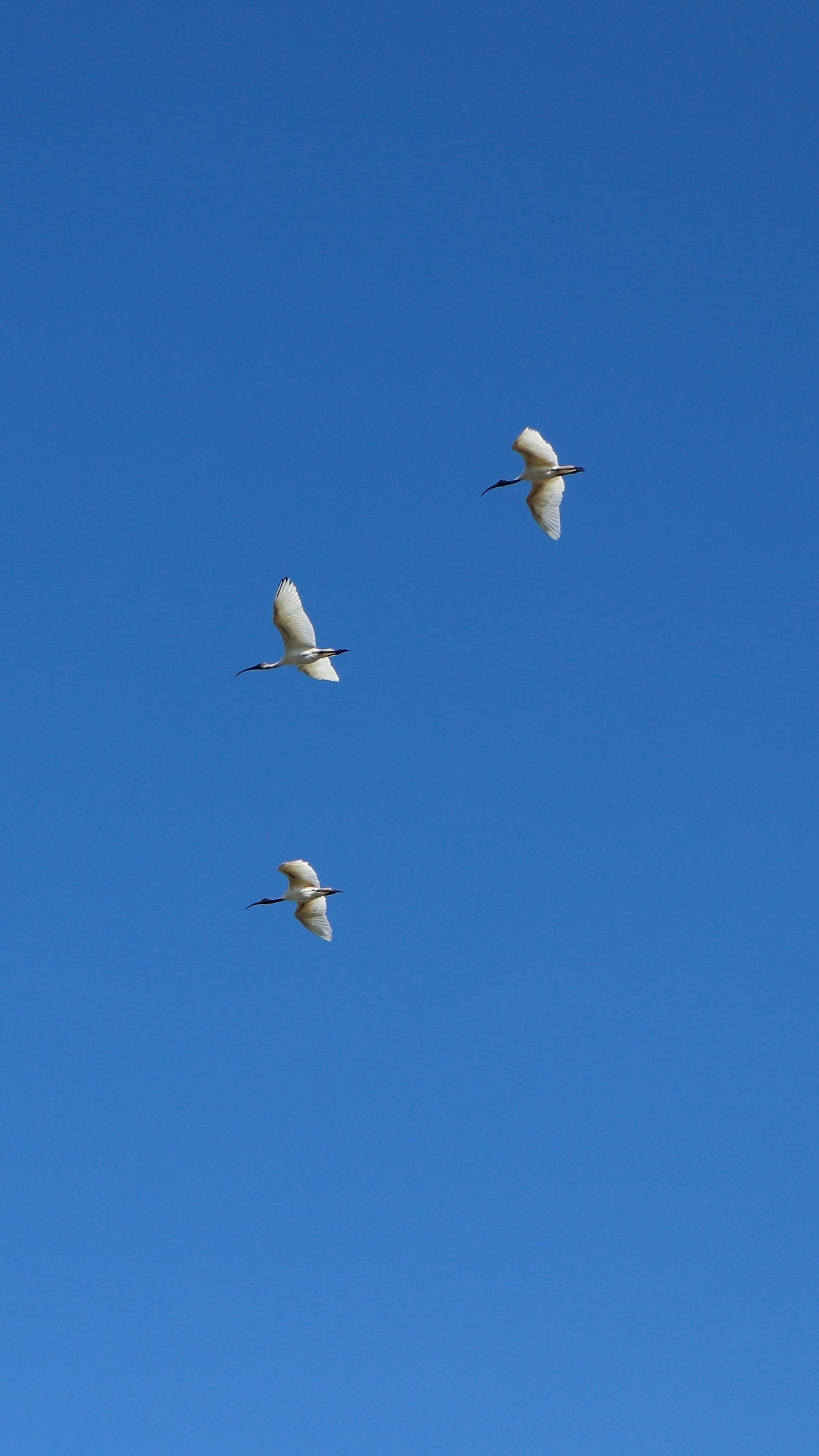 Three Birds Flying in the Blue Sky · Free Stock Photo