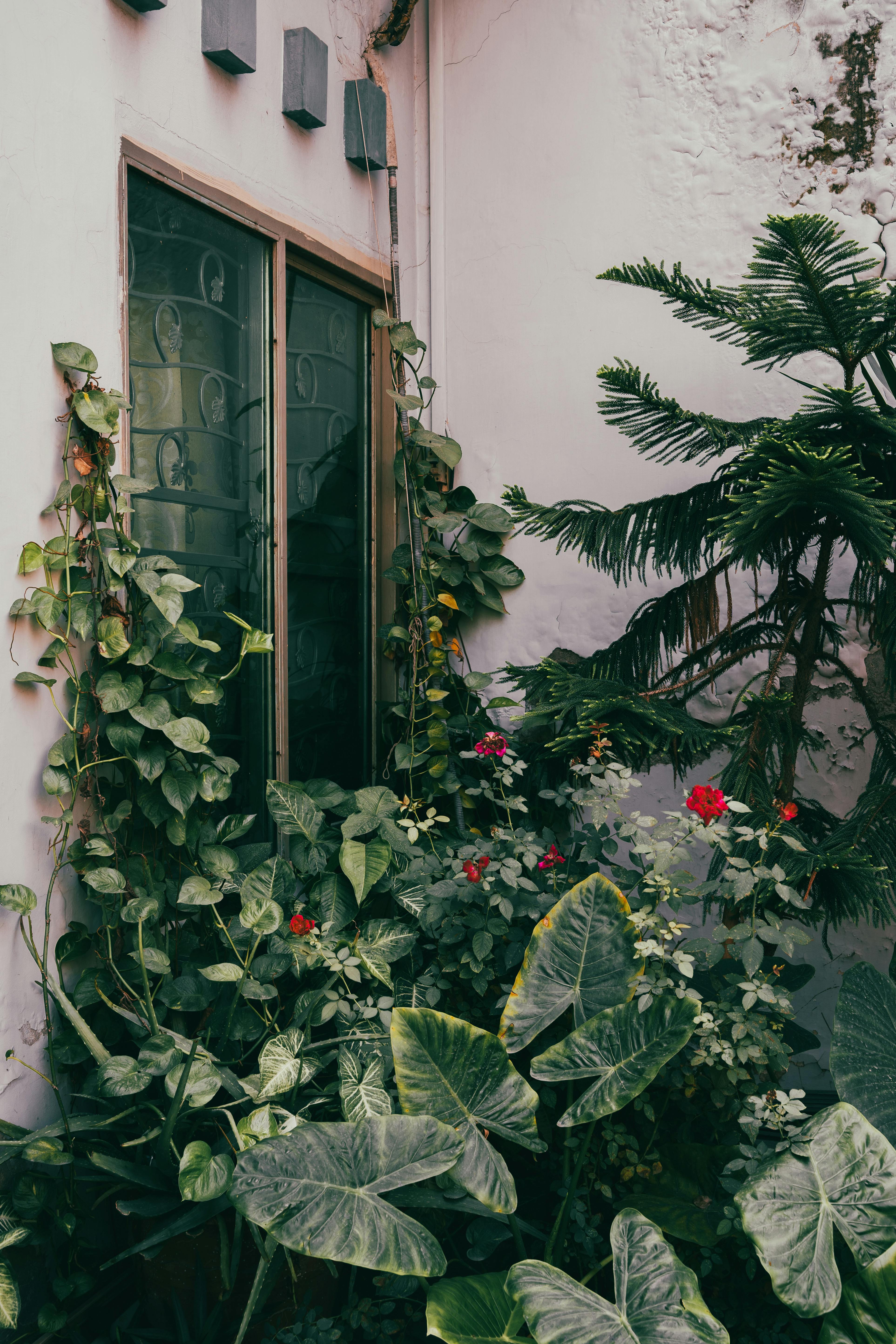 Photo of Window With Vine Plants · Free Stock Photo