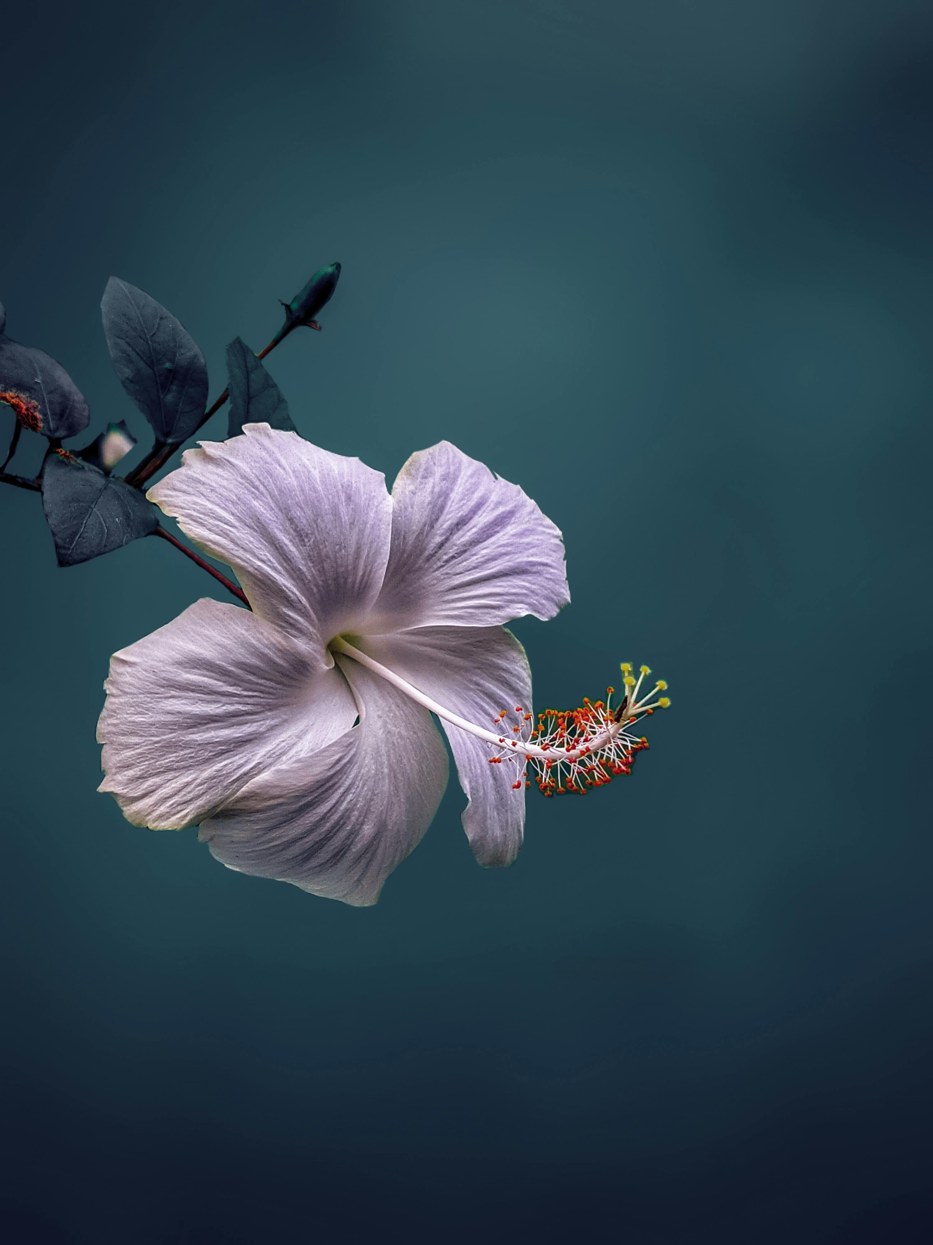 Macro Photography of White Flower · Free Stock Photo