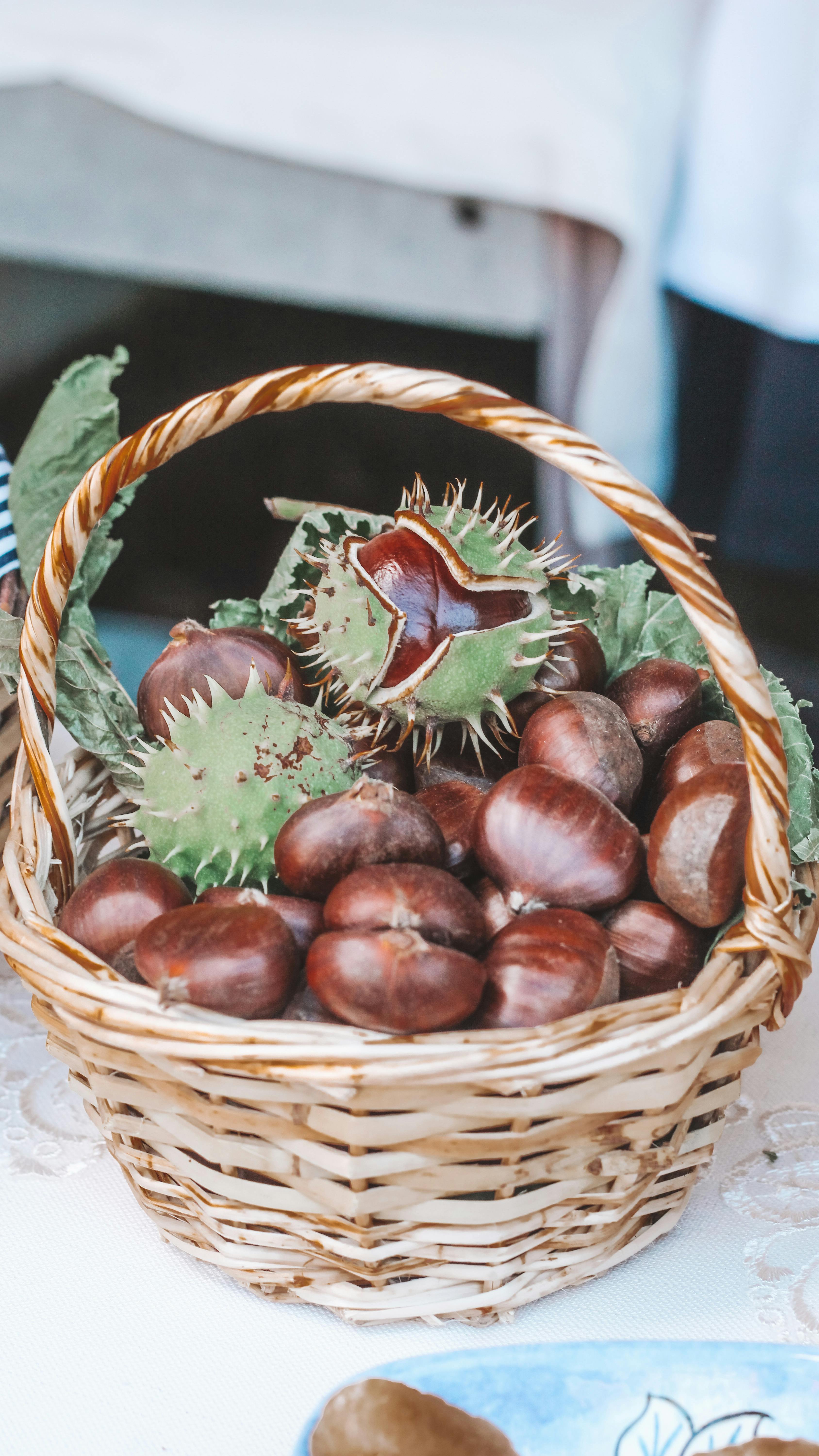 Acorns in a Basket · Free Stock Photo