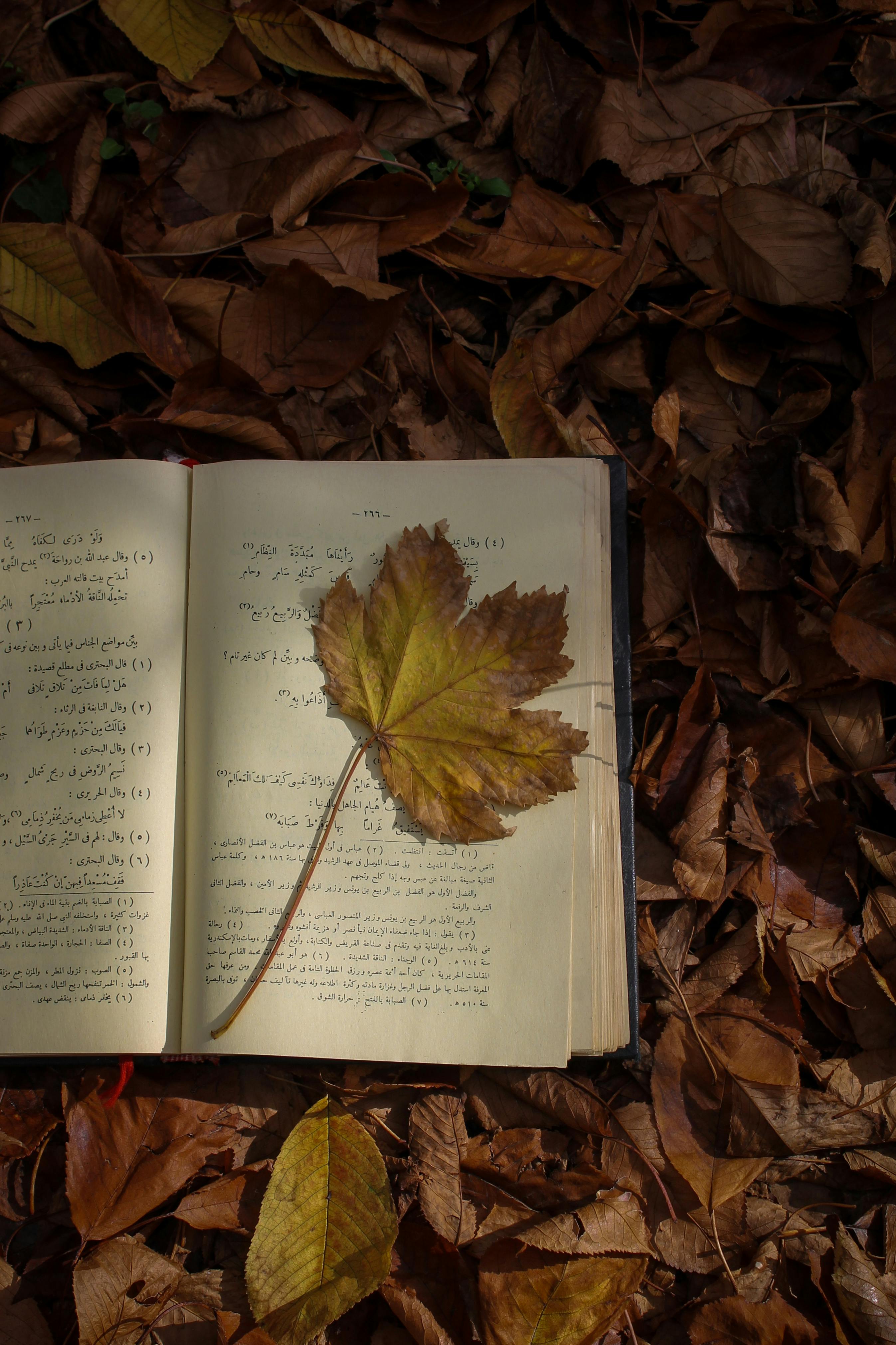 Notebook Lying on a Autumn Leaves · Free Stock Photo