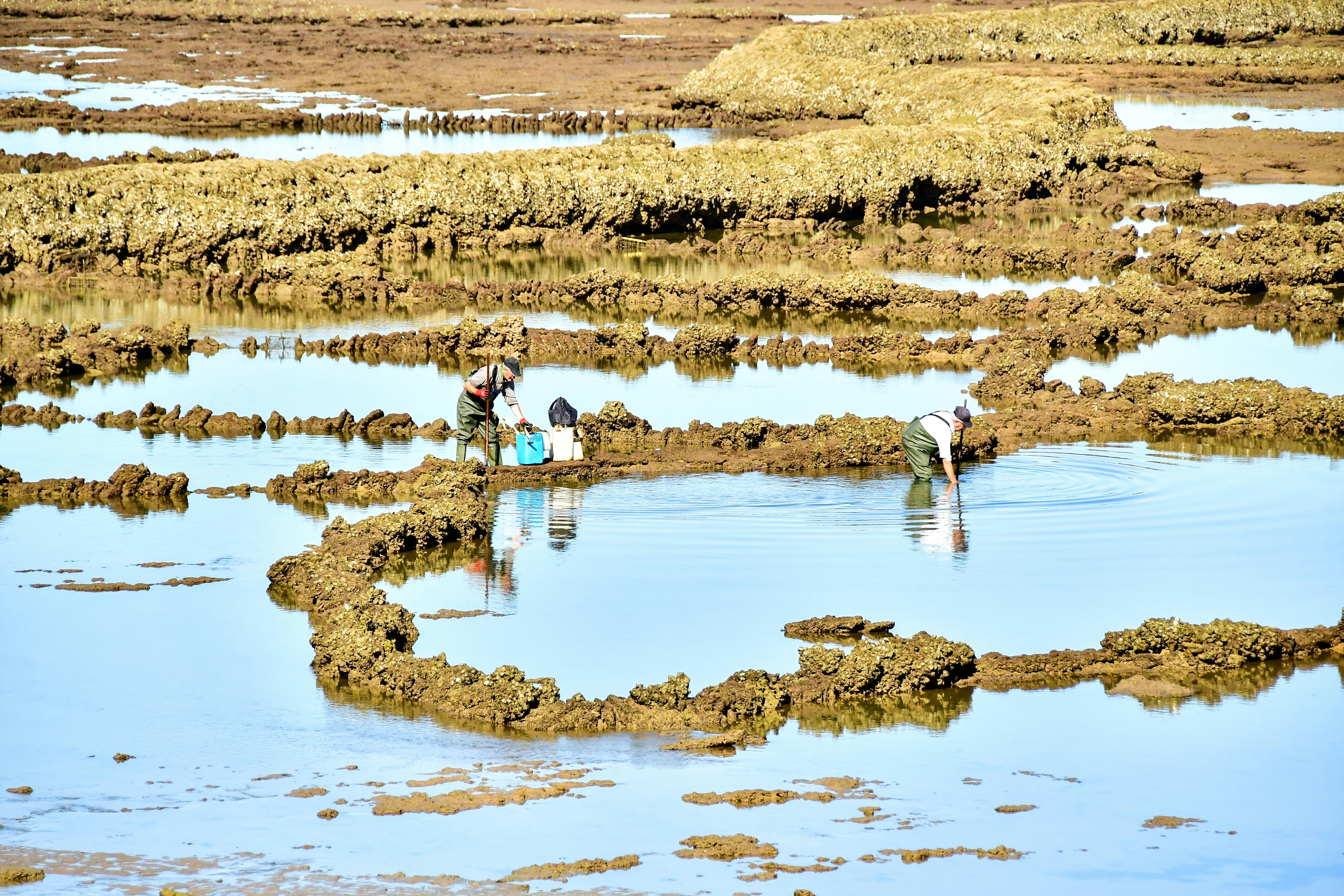 Men Digging in Mud on a Wetland · Free Stock Photo