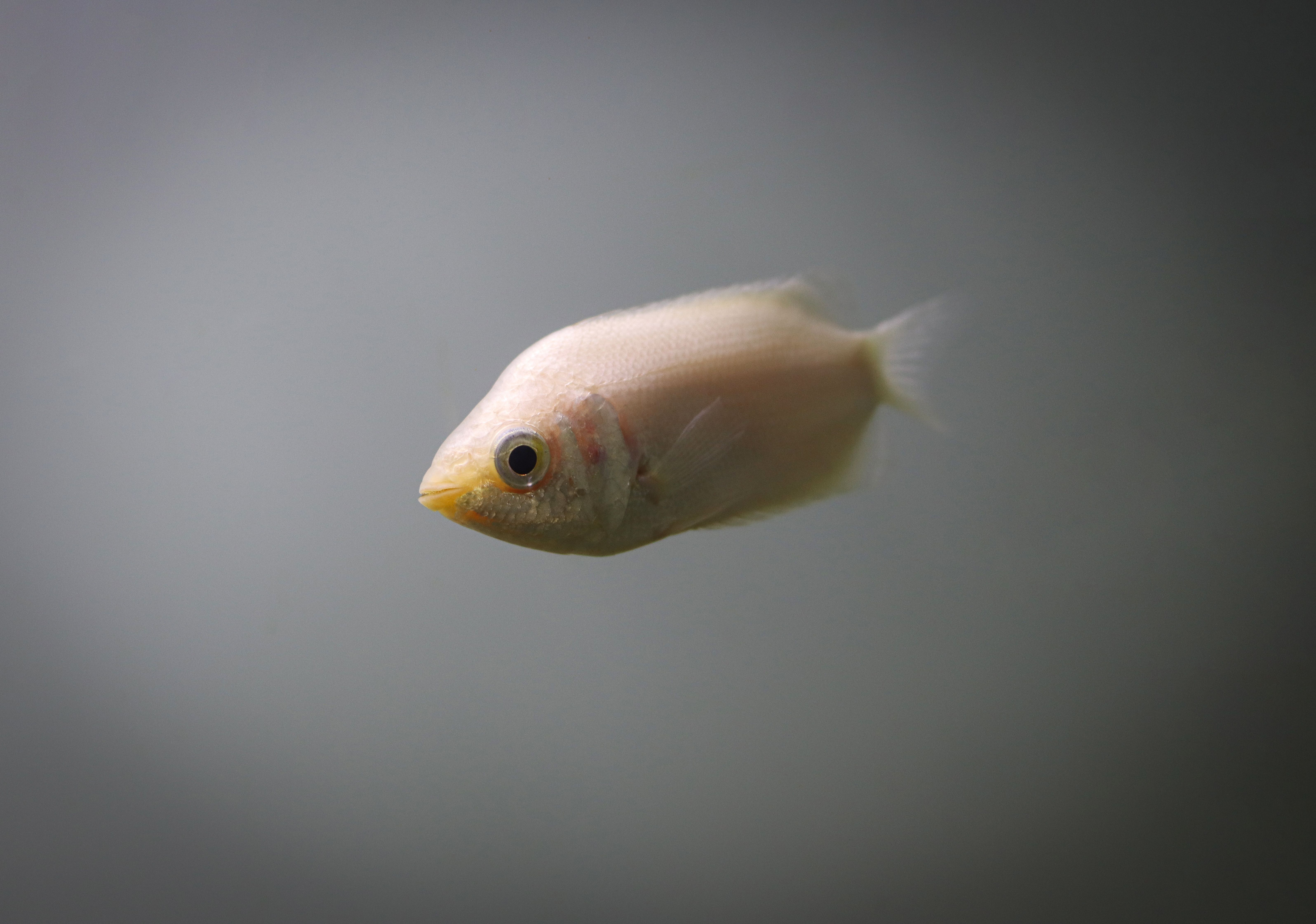 Grey Fish Photos, Download The BEST Free Grey Fish Stock Photos & HD Images
