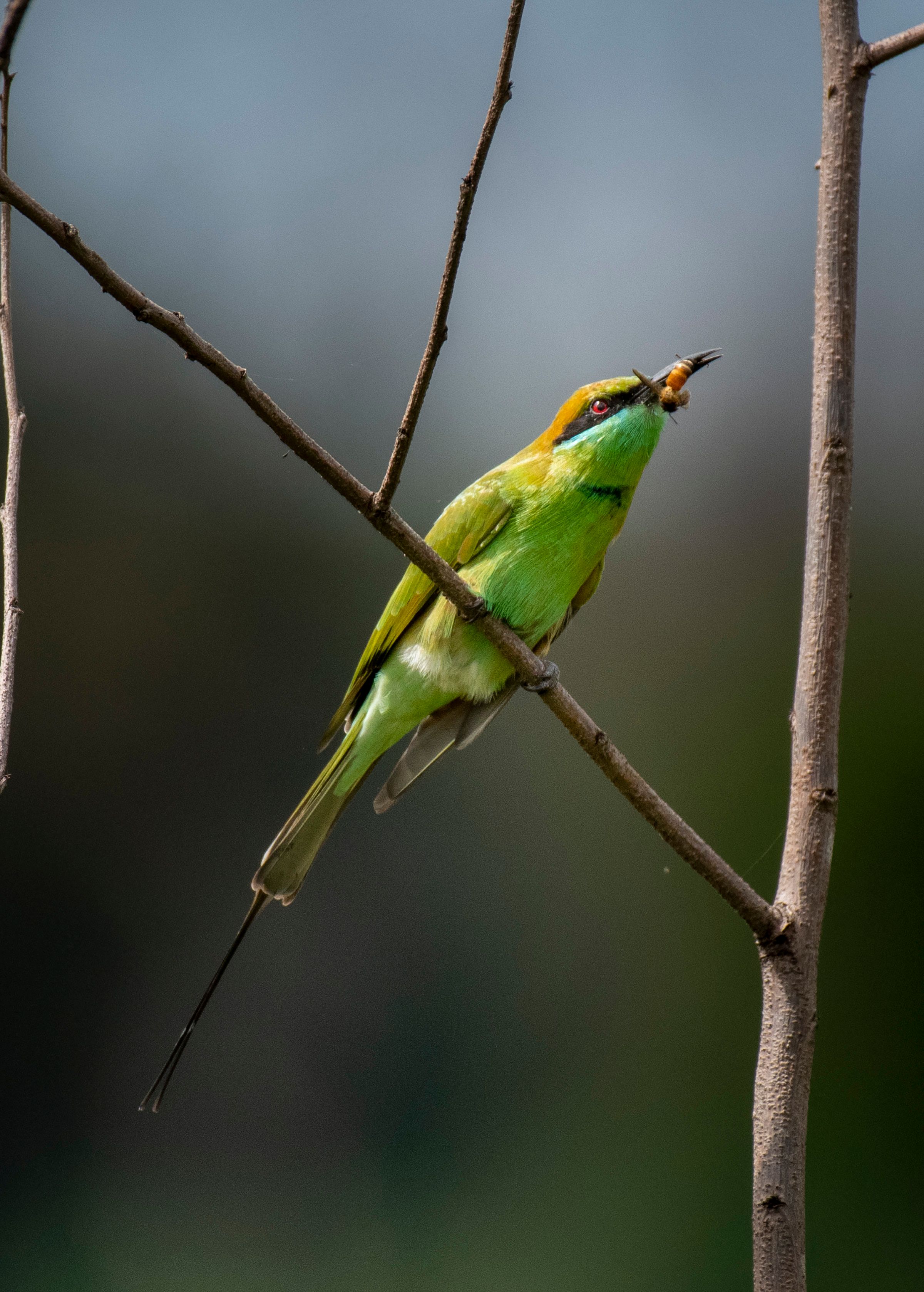 Bee Eater Bird Wallpaper Photos, Download The BEST Free Bee Eater Bird ...