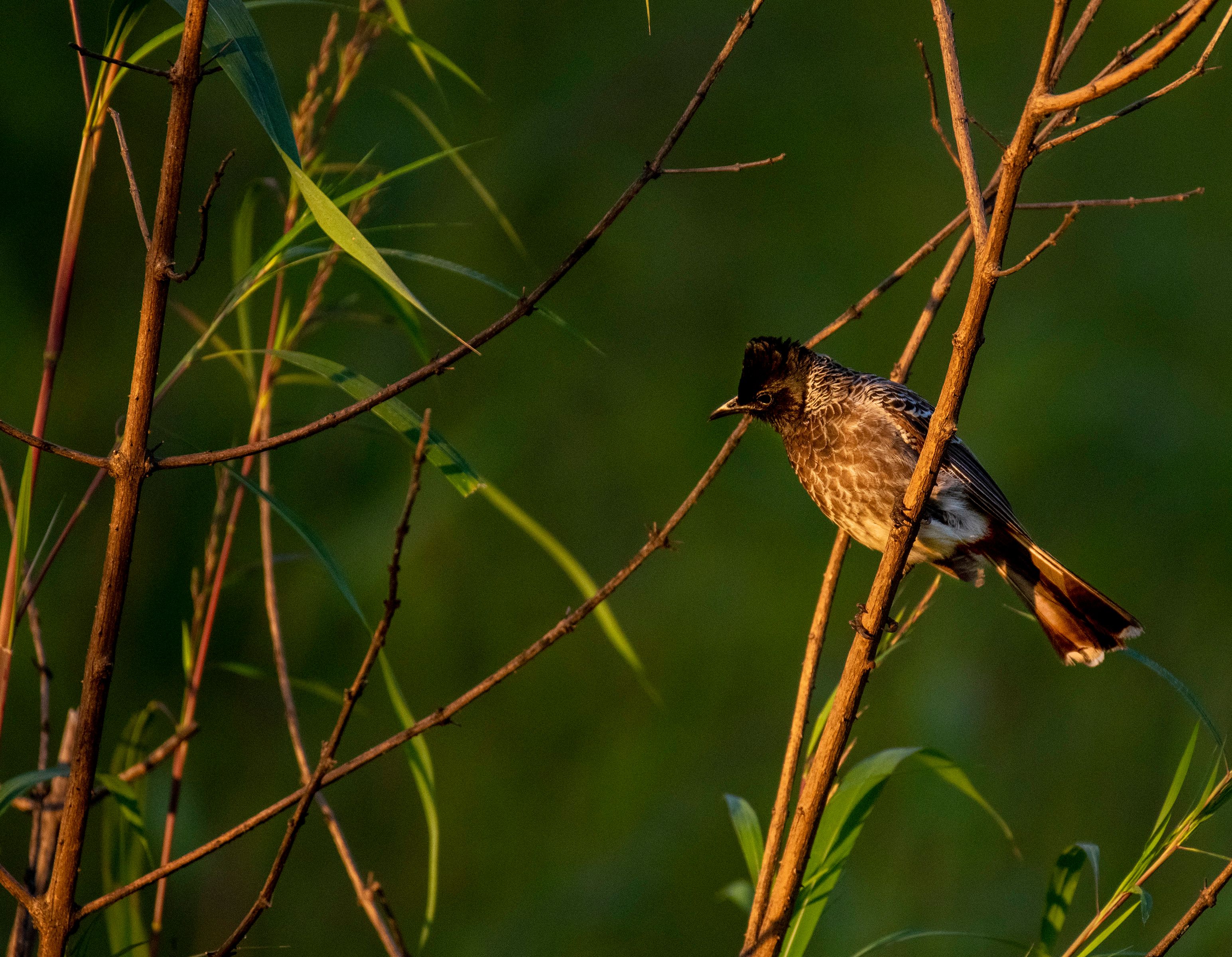 Close-up of a Bird on Plant Branch · Free Stock Photo