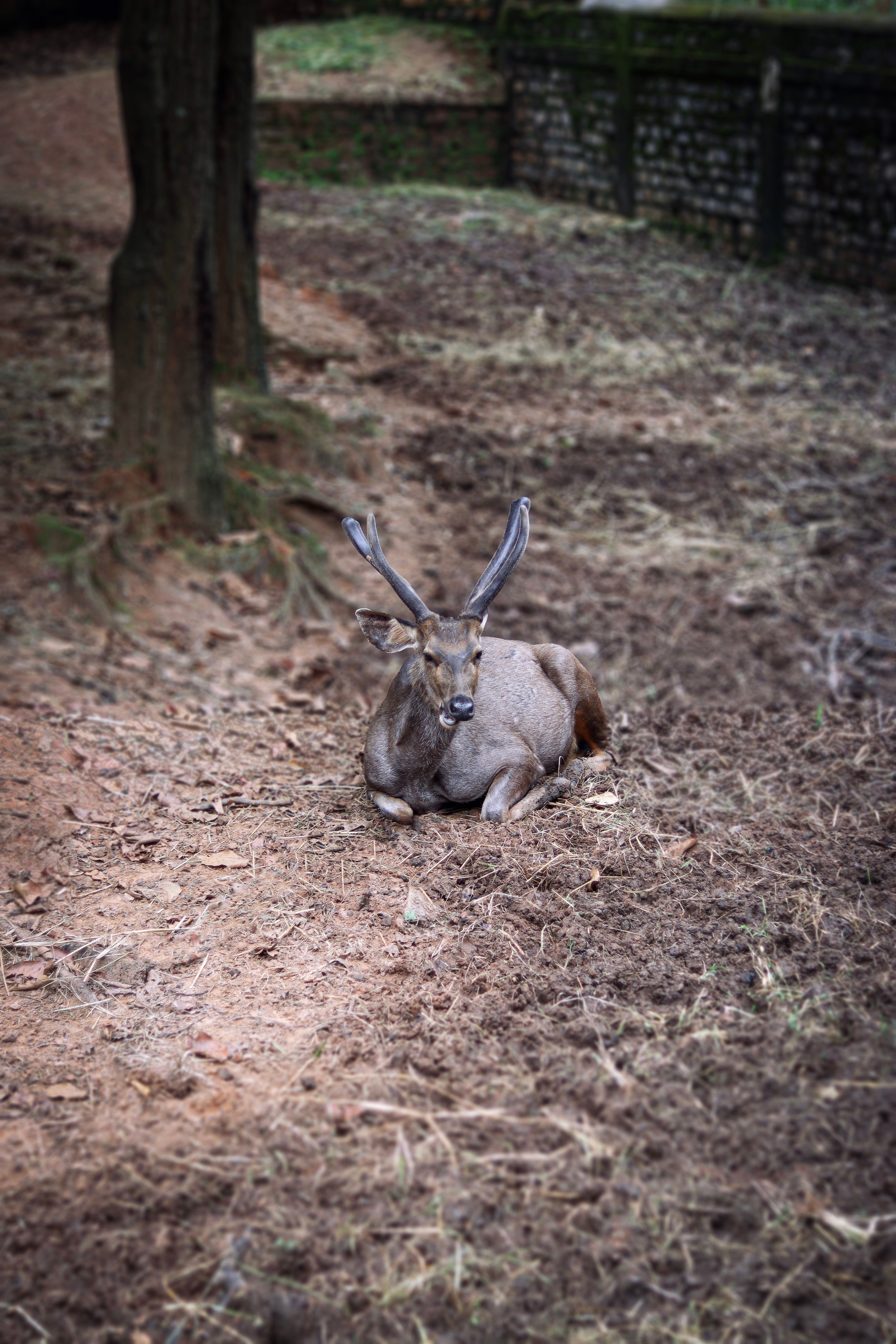 Deer Lying on the Ground · Free Stock Photo