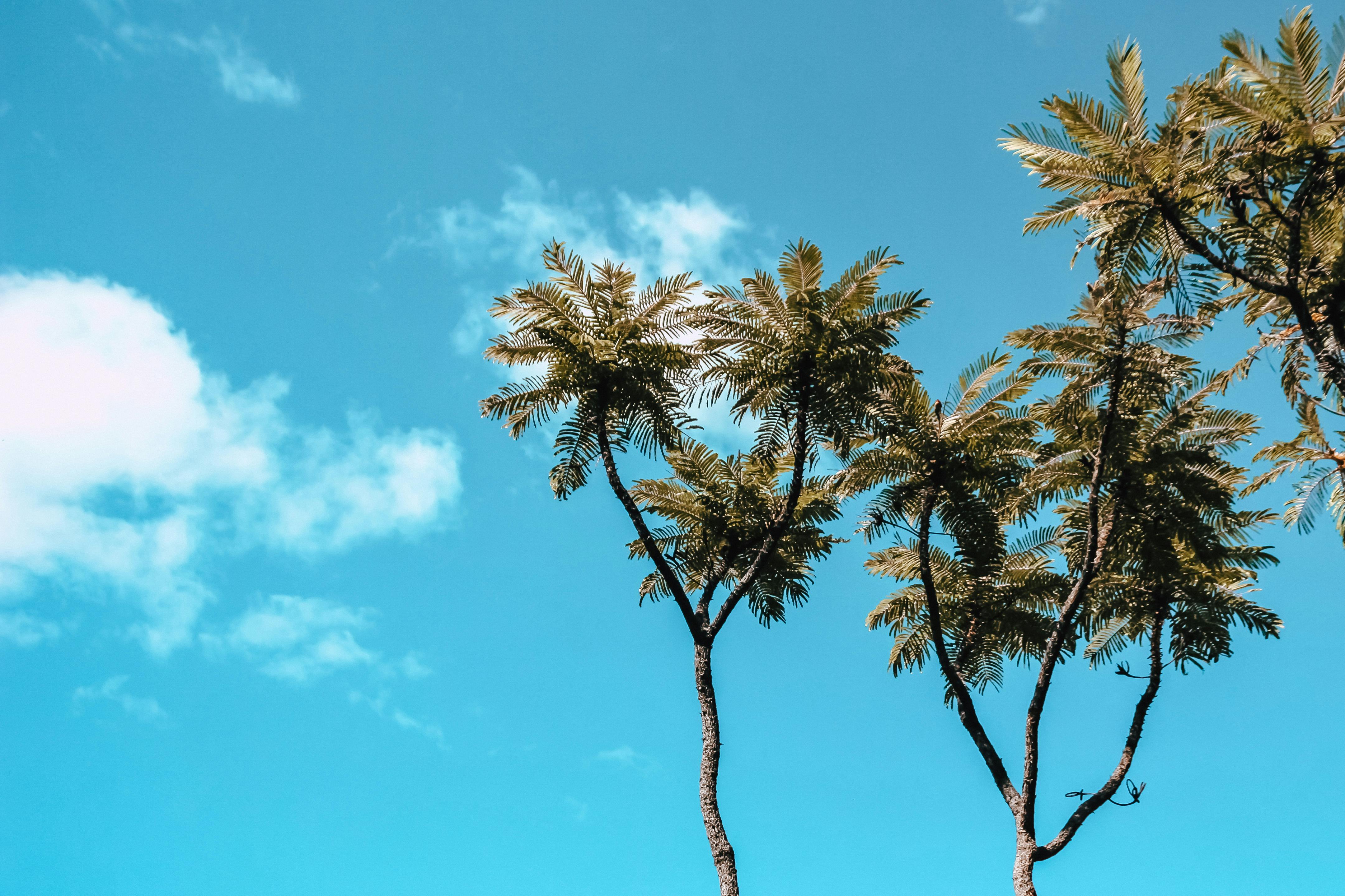 Green Trees Under Blue Sky · Free Stock Photo