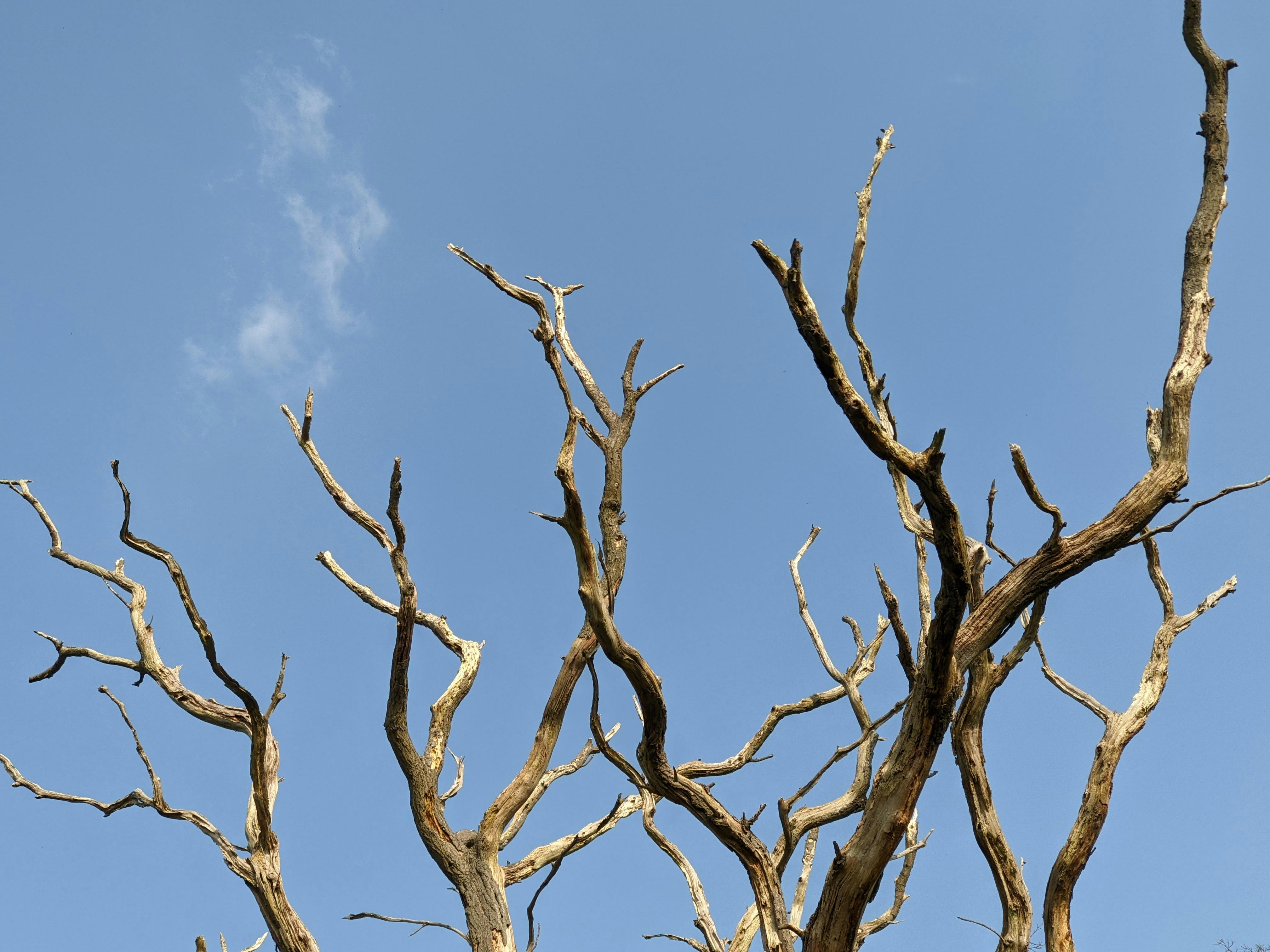 Bare Tree Photos, Download Free Bare Tree Stock Photos & HD Images