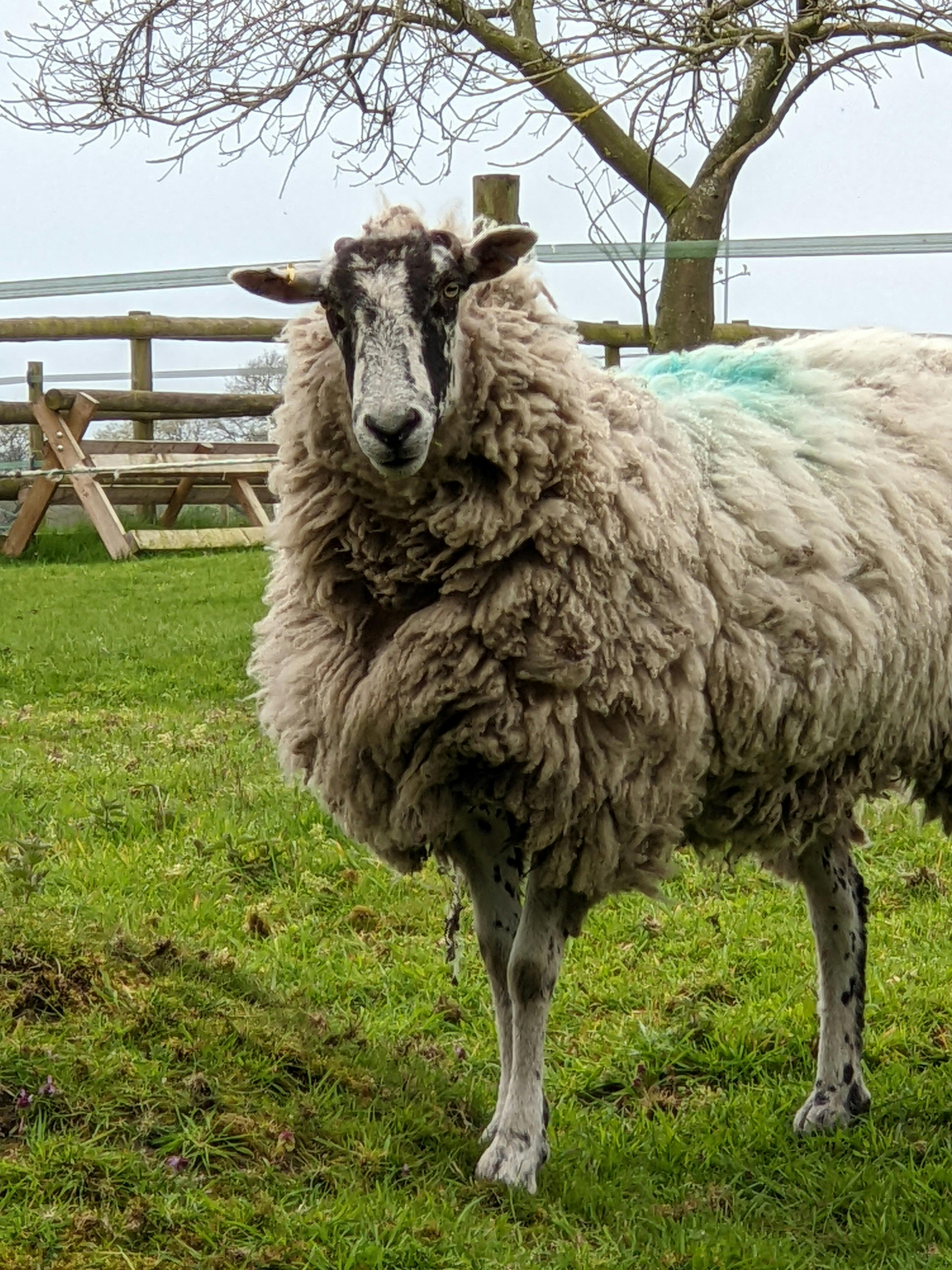 English Sheep 5 Photos & Videos Collected by Eddy L