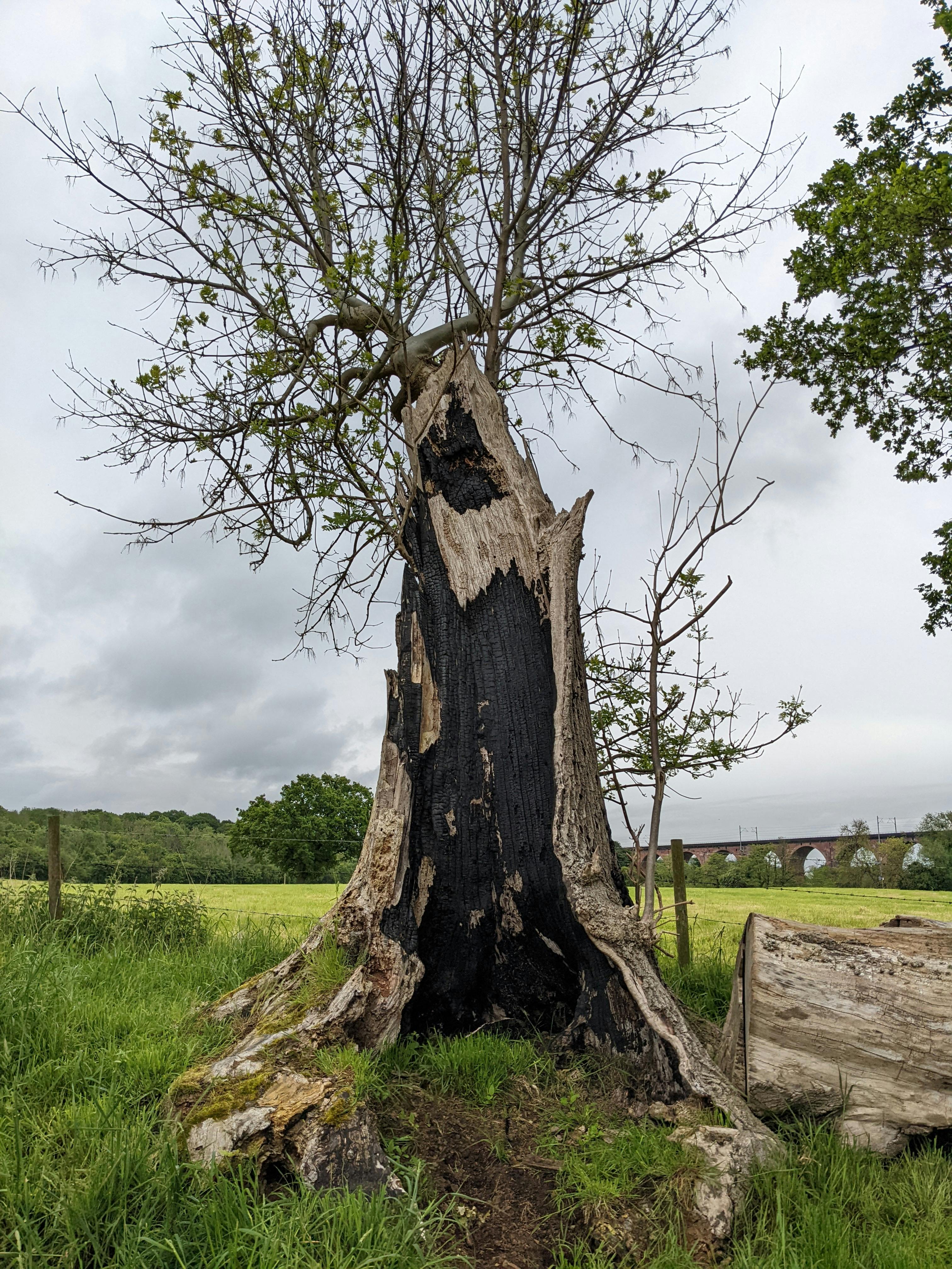 Photo of a Broken Tree · Free Stock Photo