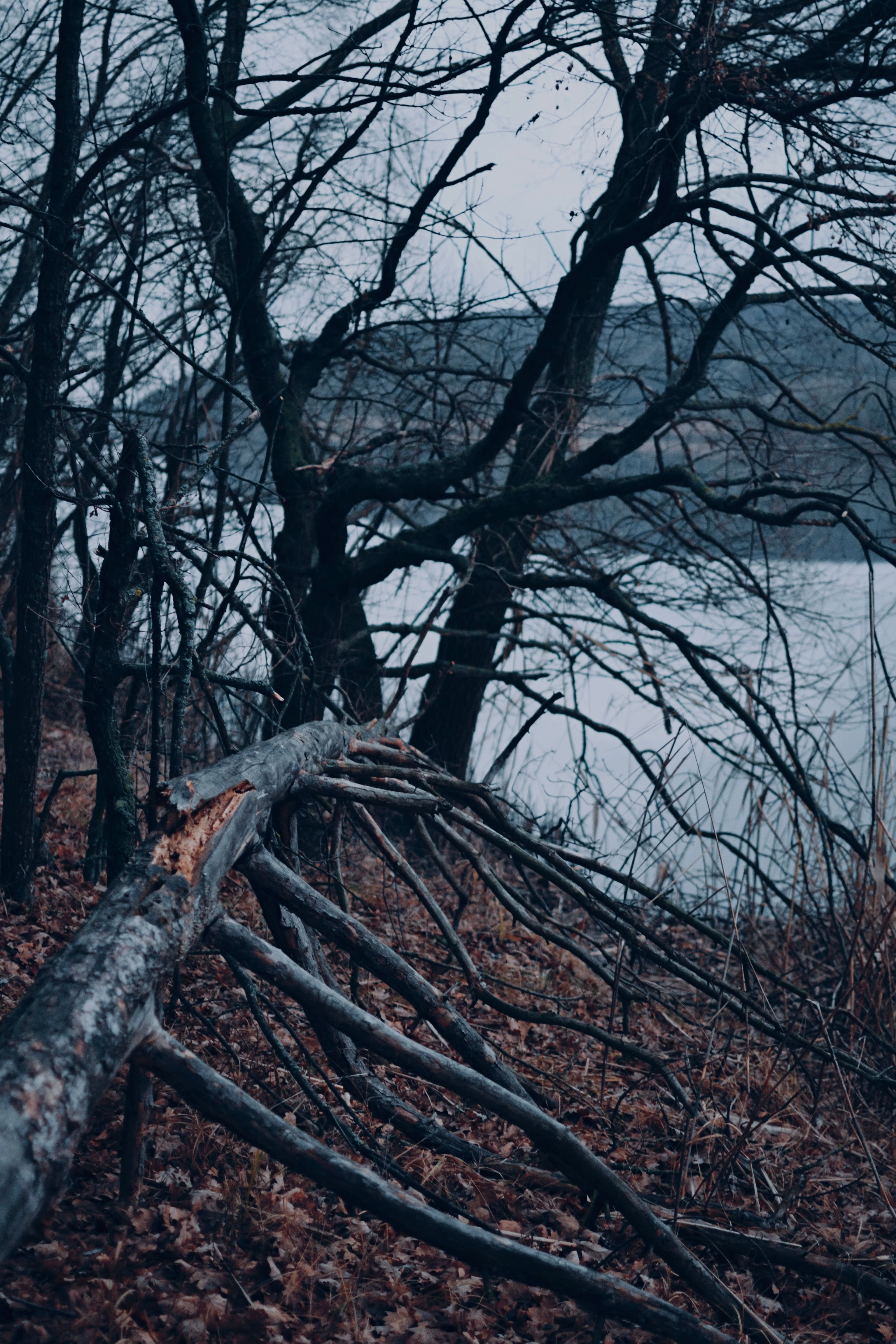 Barren Trees in Autumn · Free Stock Photo