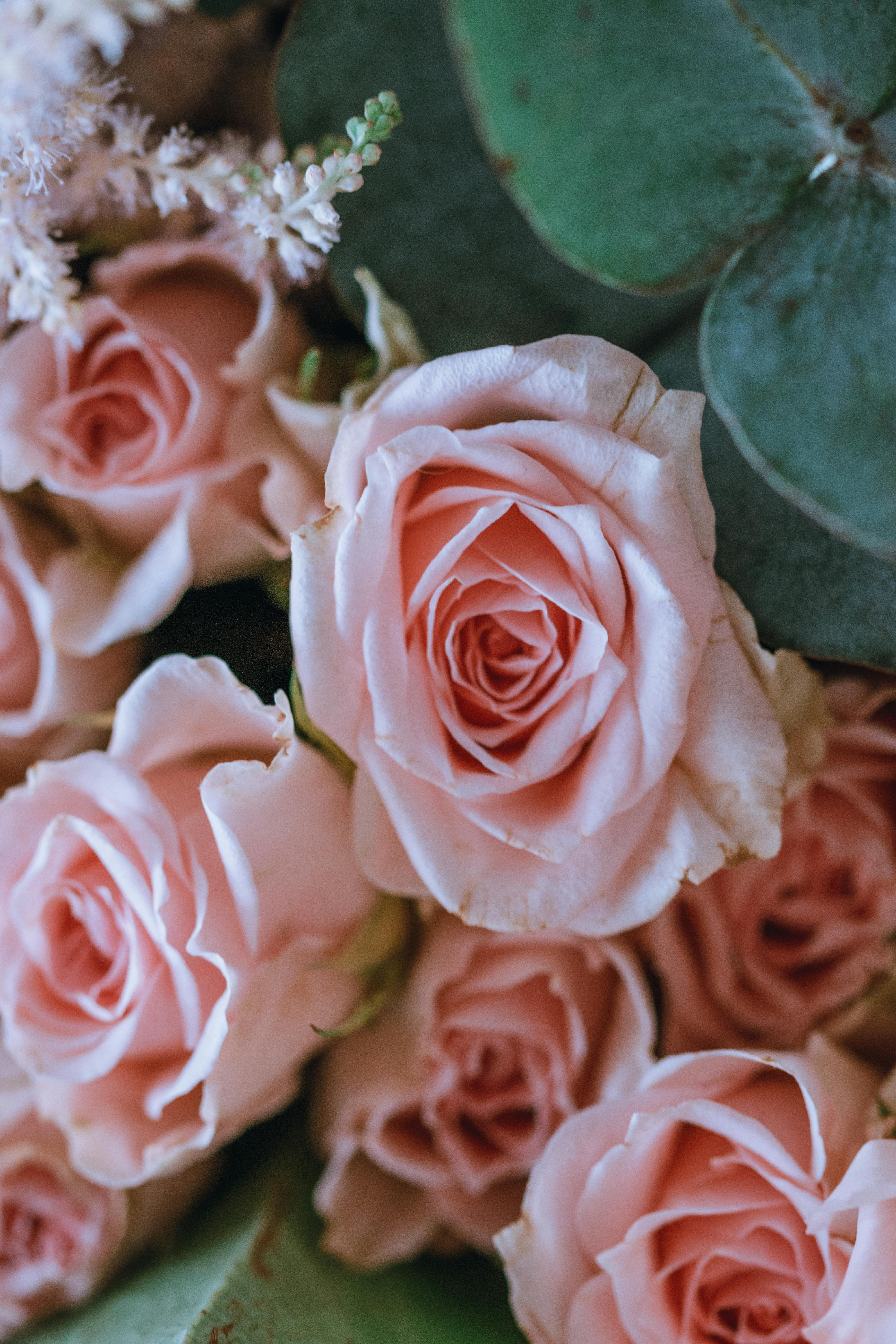 Bouquet of Roses · Free Stock Photo