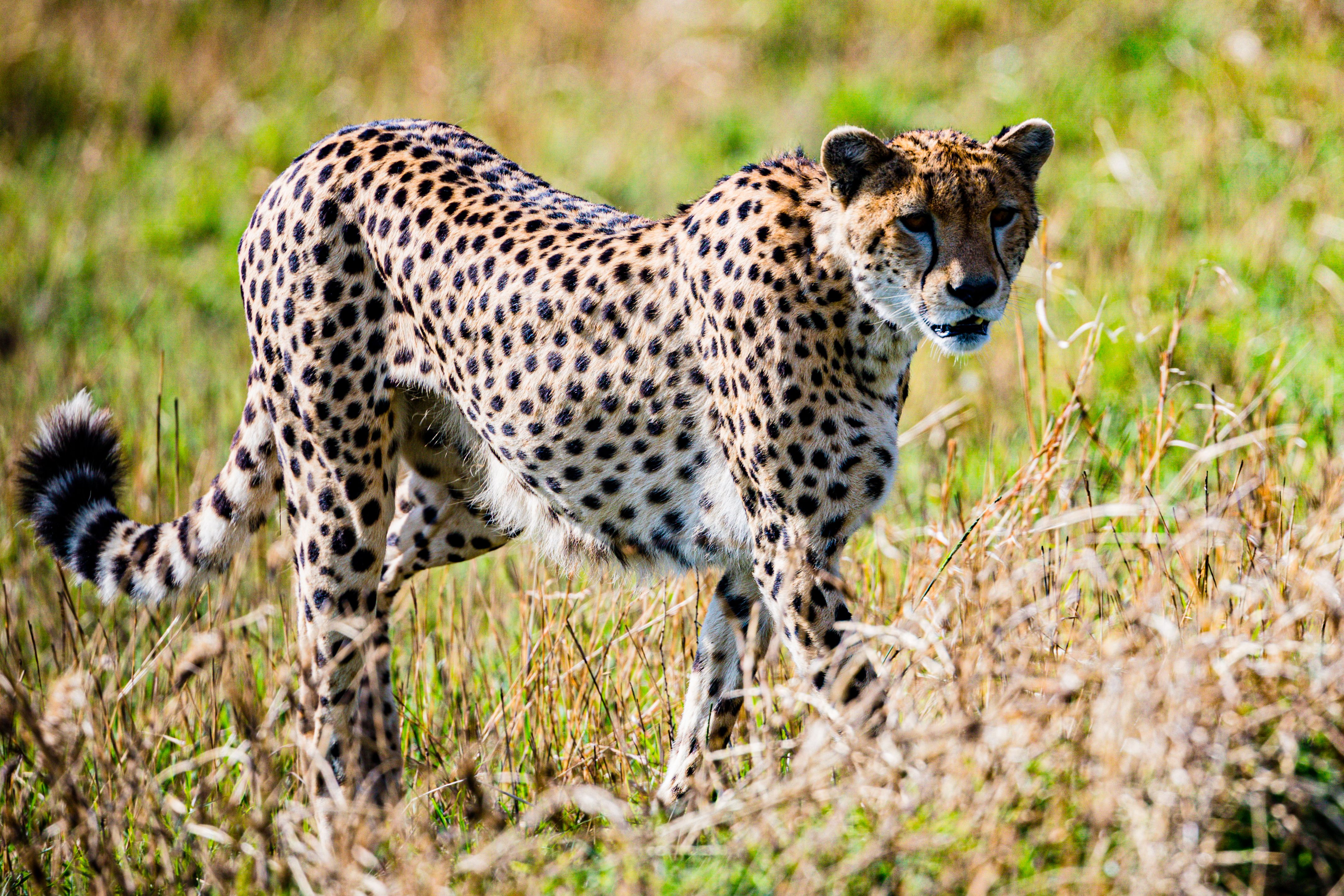 Brown and Black Cheetah · Free Stock Photo