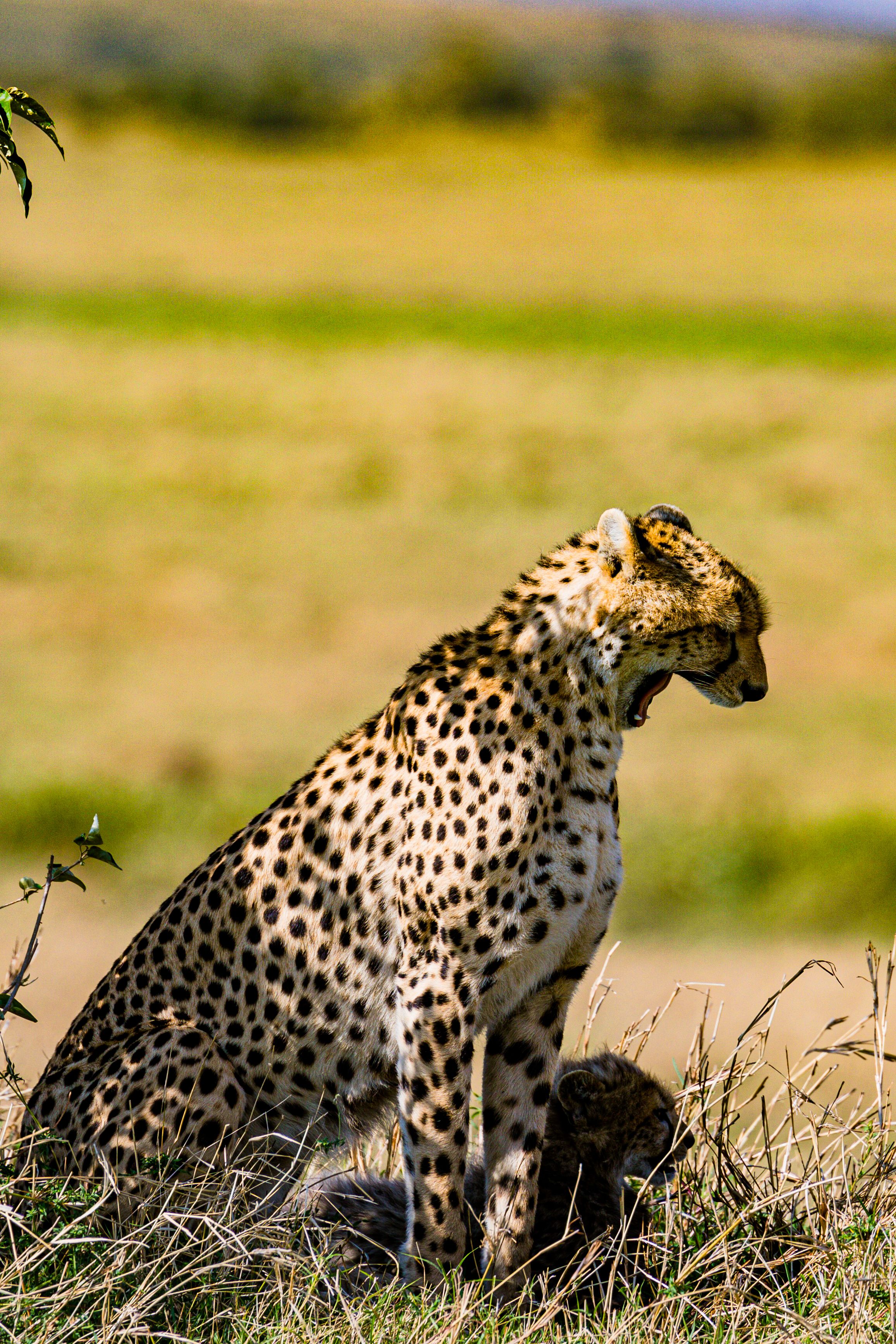 Cheetah Standing on Brown Sand · Free Stock Photo