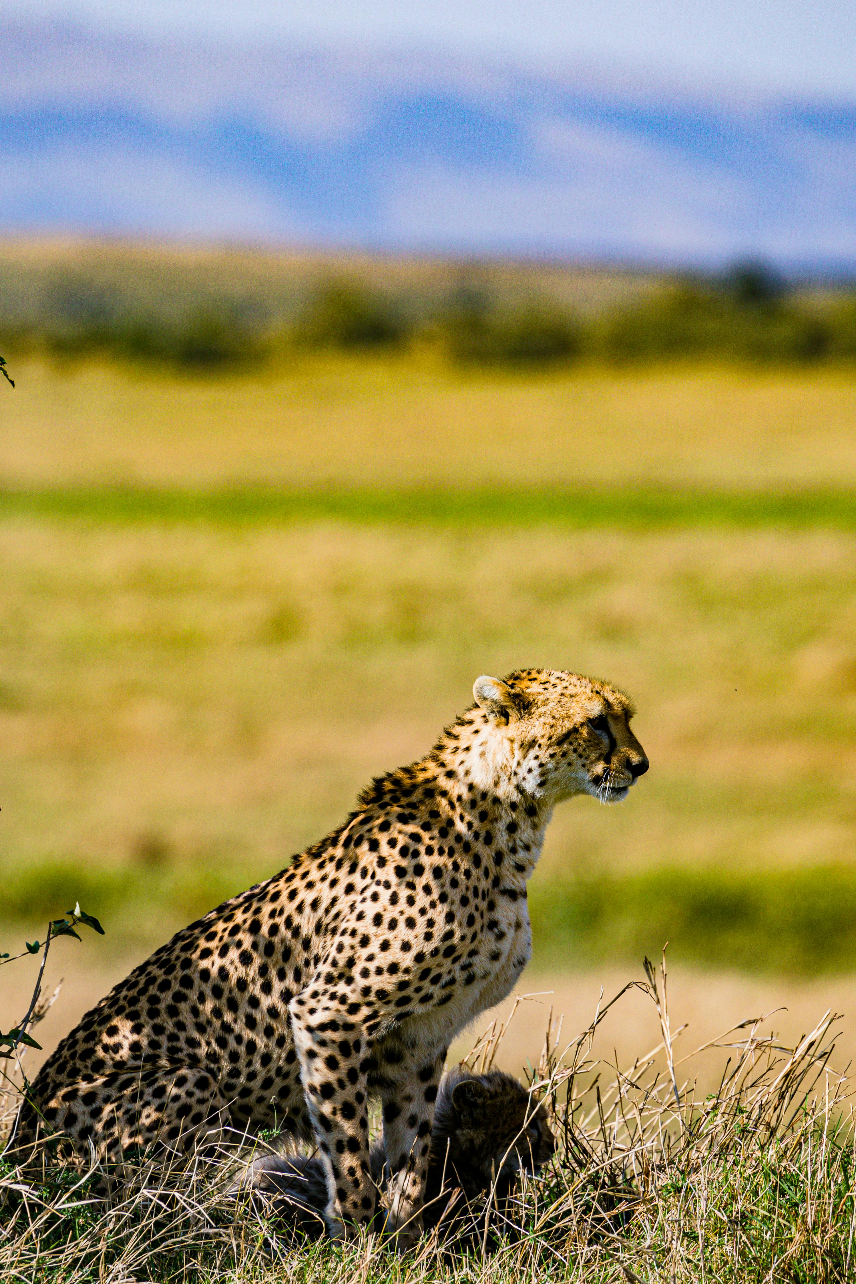Cheetah Animal Vertical Photos, Download The BEST Free Cheetah Animal ...