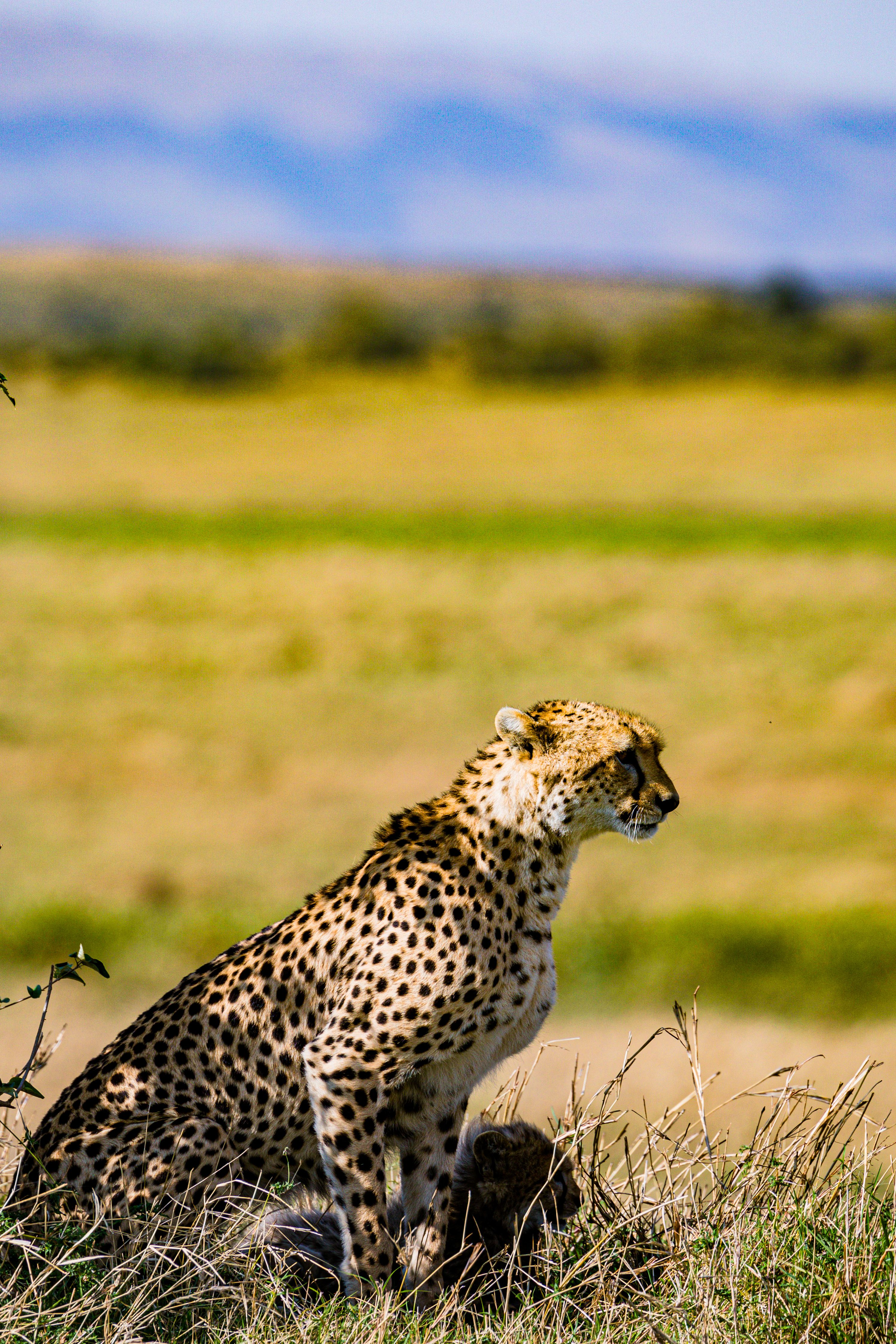 Cheetah Vertical Photos, Download The BEST Free Cheetah Vertical Stock ...