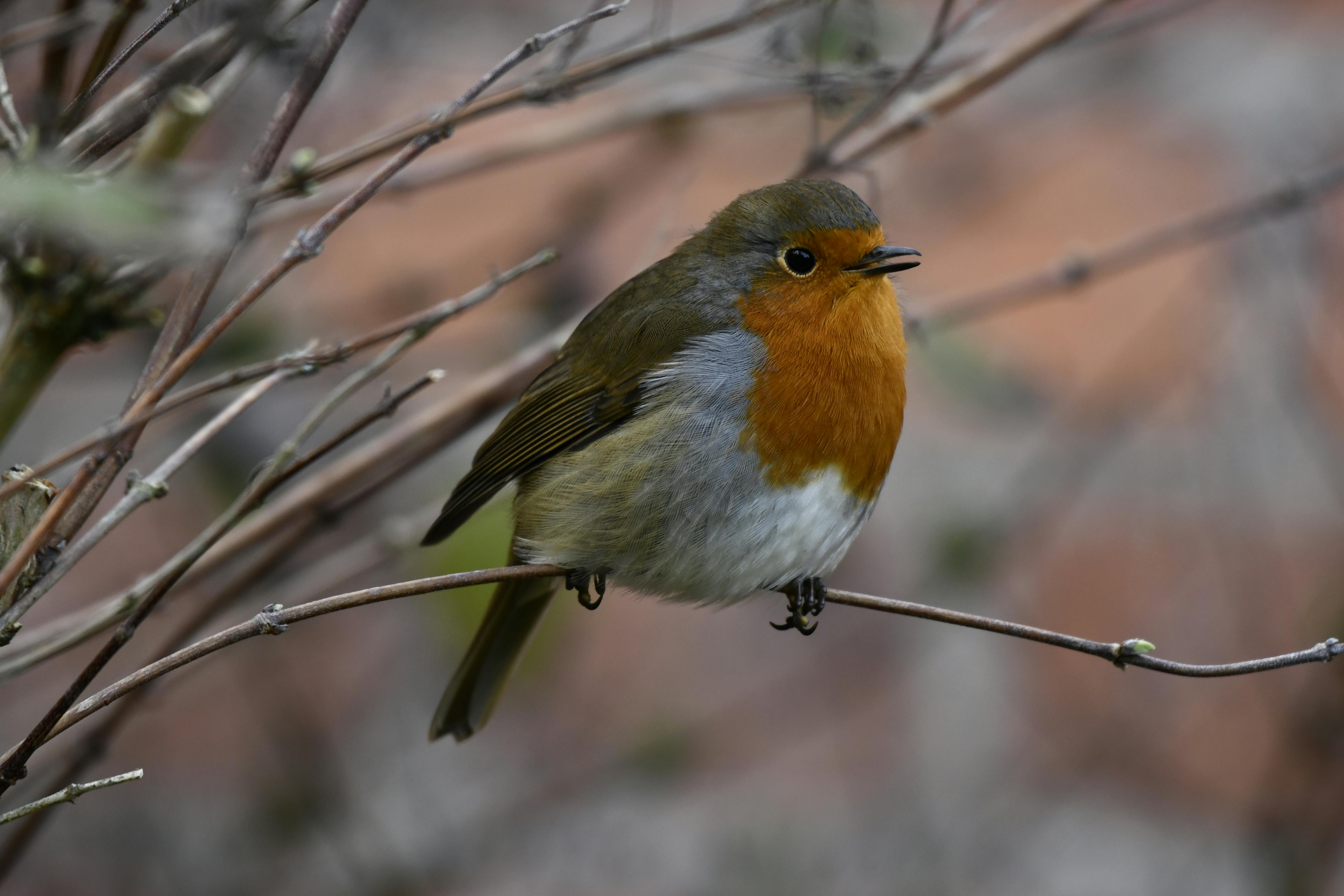 Bird Perched On Brown Tree Branch · Free Stock Photo