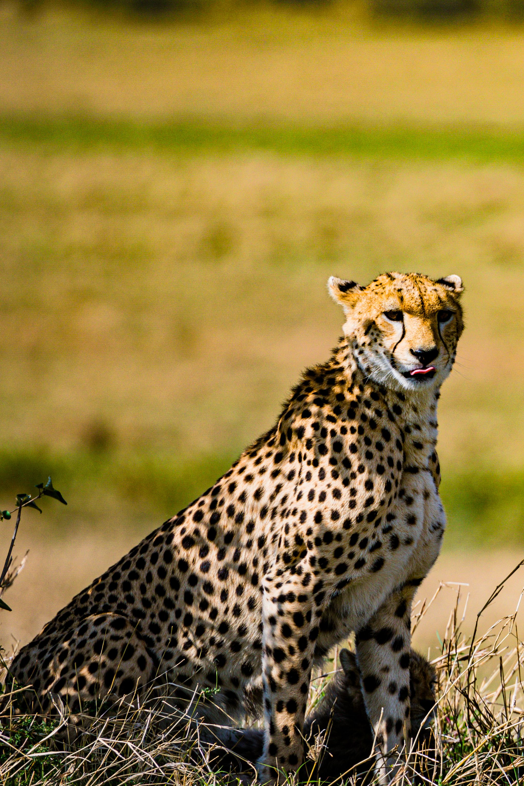 Cheetahs in Field in Wild Nature · Free Stock Photo