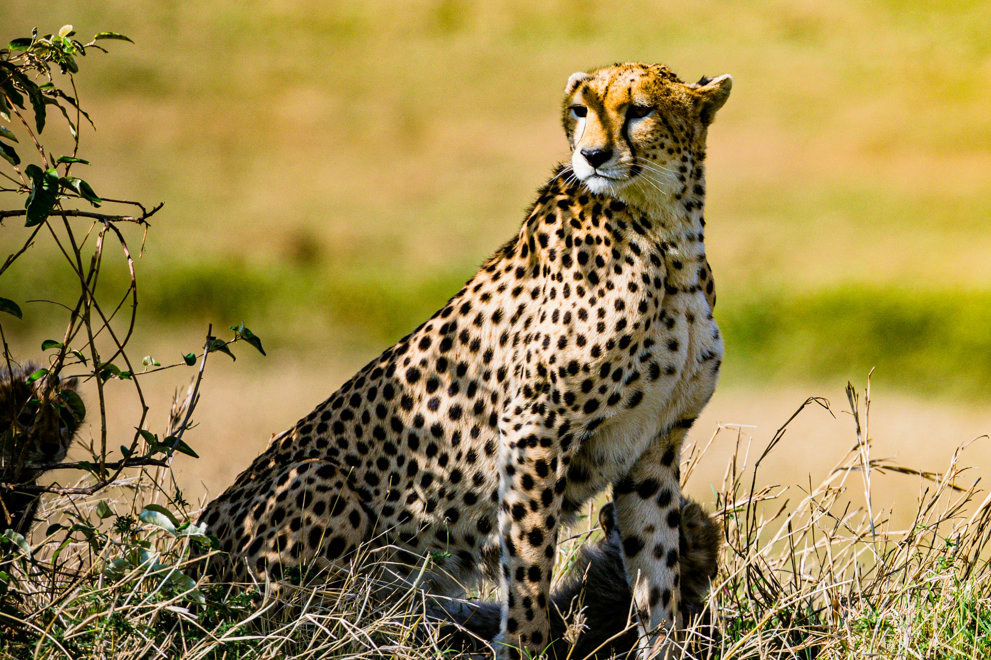 Cheetah Sleeping on a Tree · Free Stock Photo