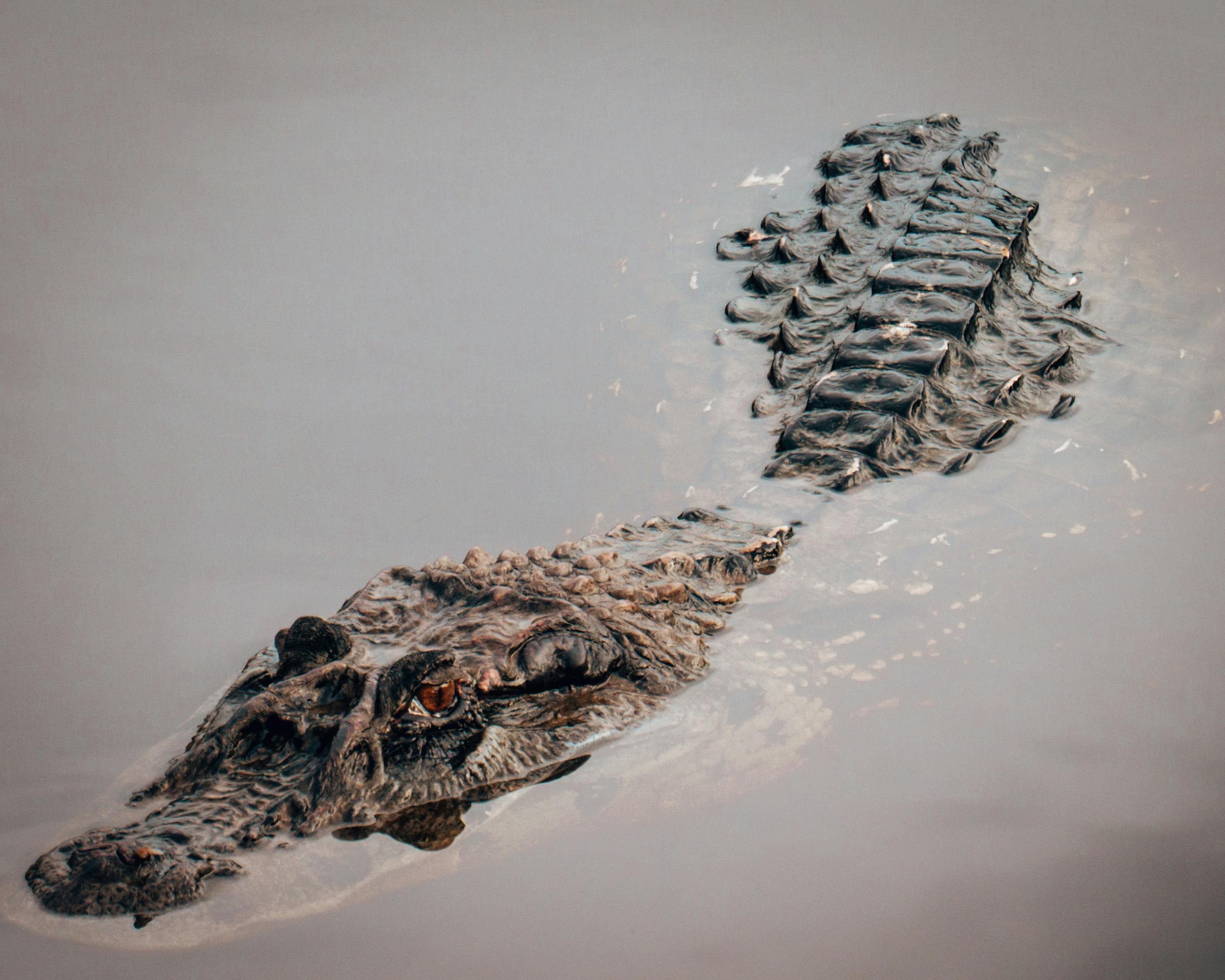 Salt Water Alligators Shot