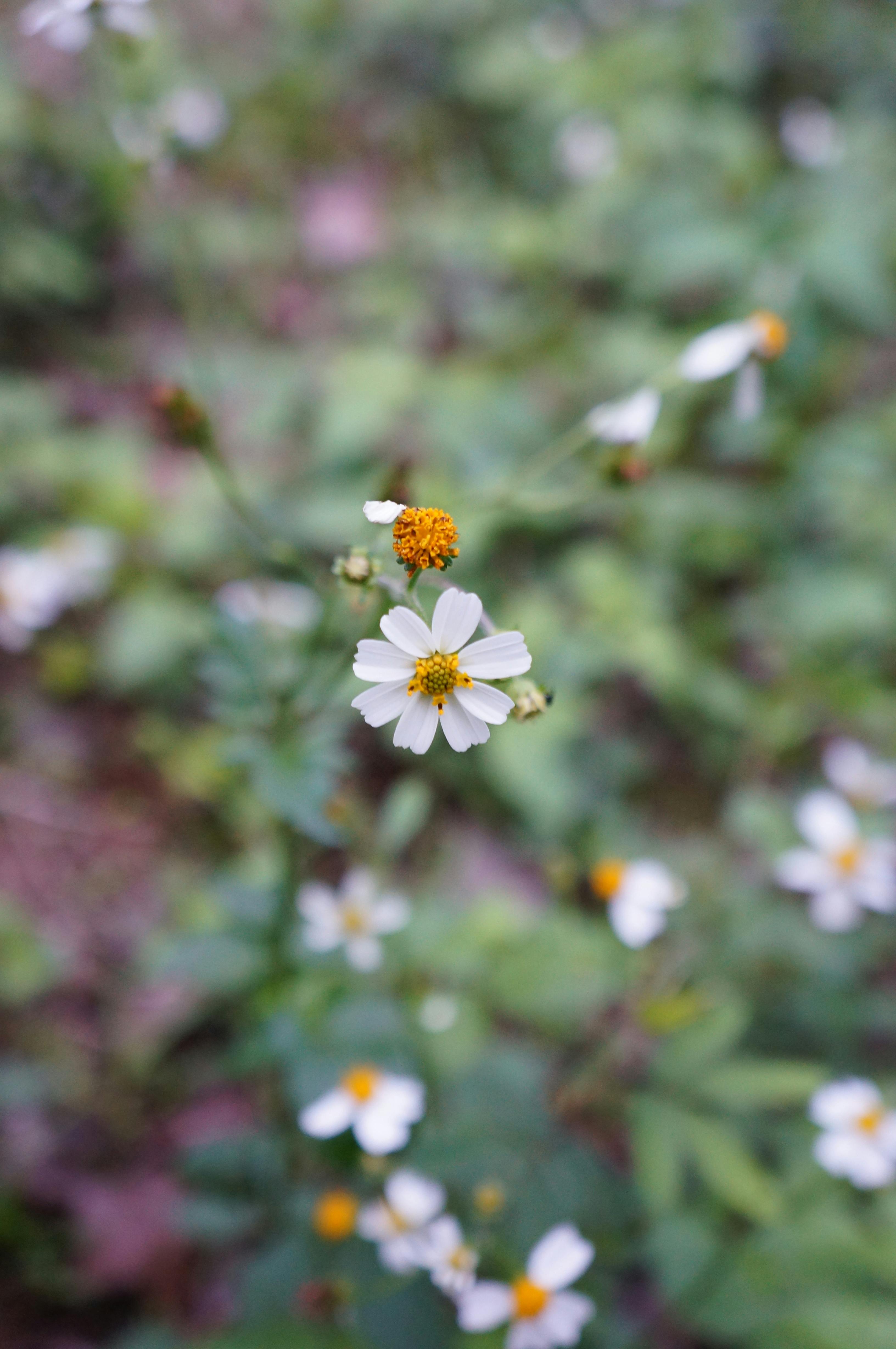 Close-up of Delicate White Flowers · Free Stock Photo