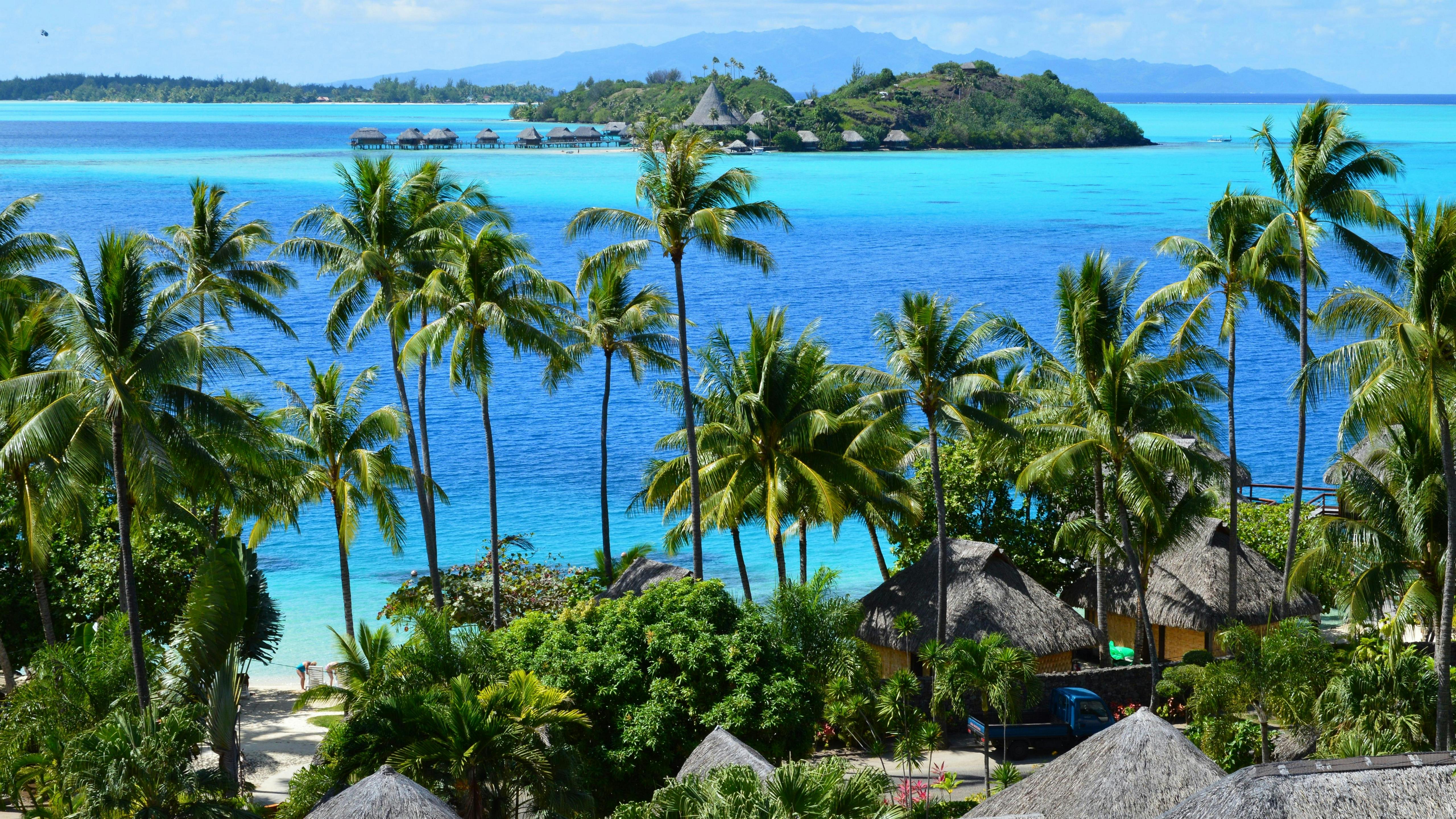 Birds Eye View of Palm Trees at a Beach Resort · Free Stock Photo