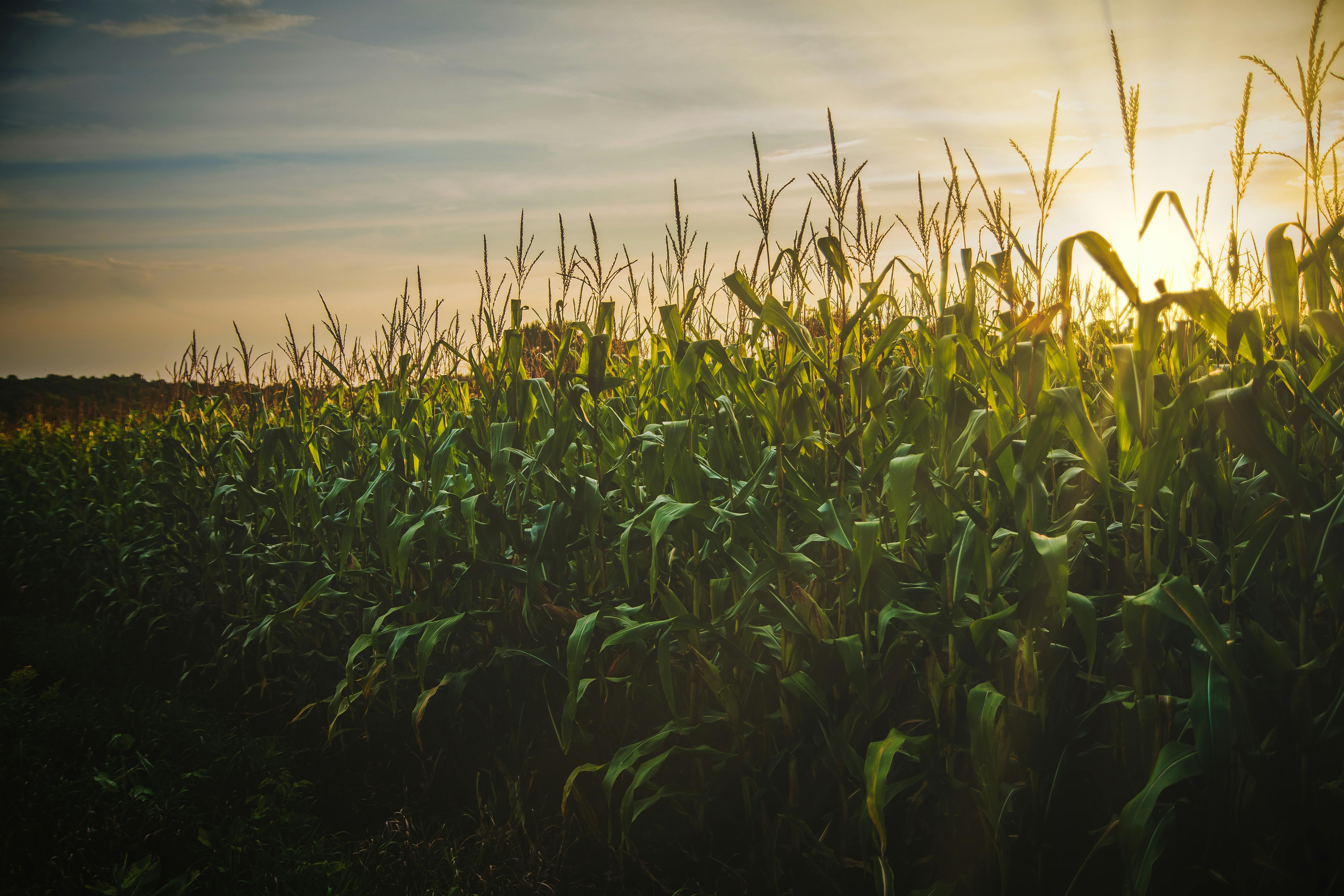 Foto de stock gratuita sobre amanecer, campo, campos de cultivo