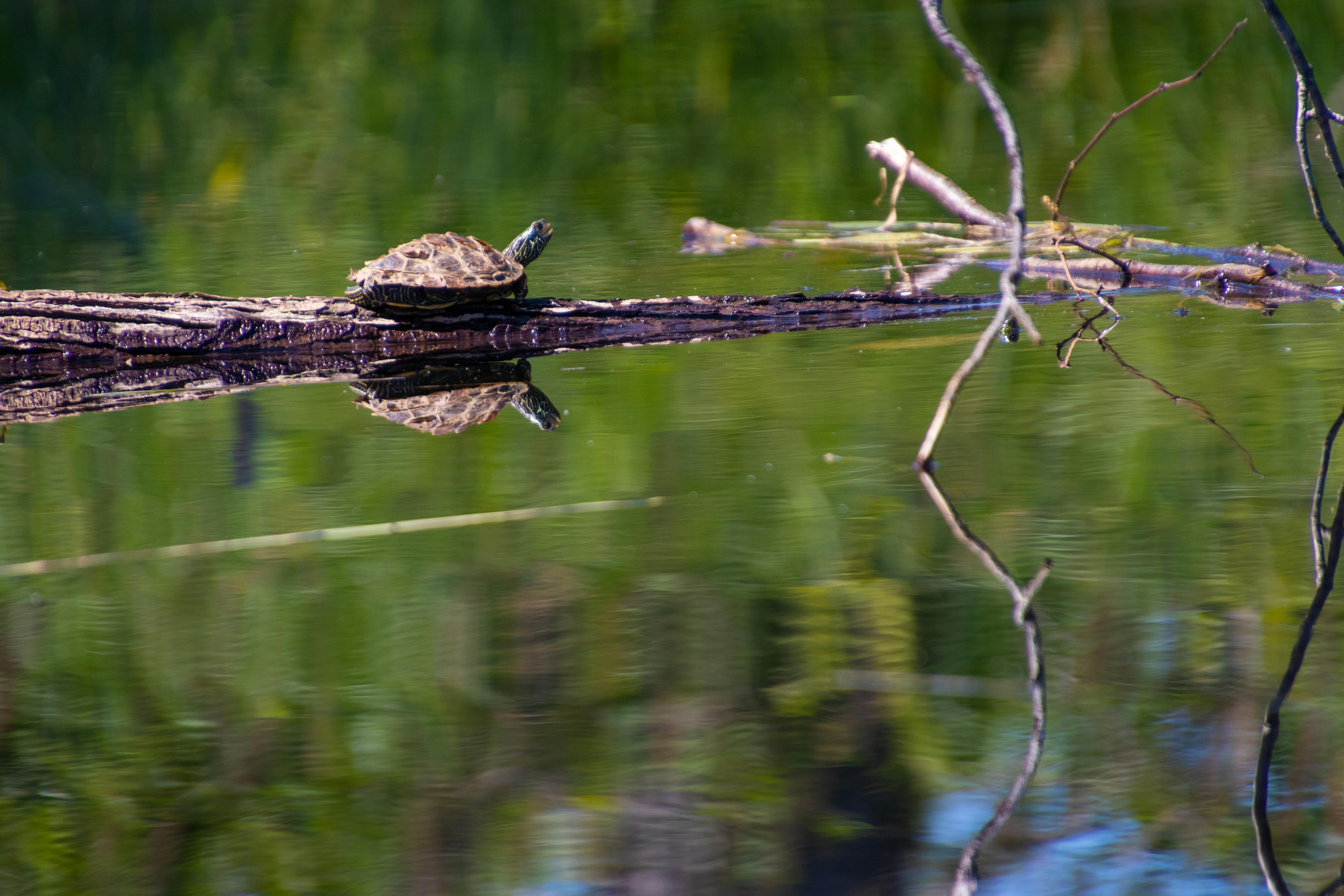Brown Turtle on Wood Trunk · Free Stock Photo