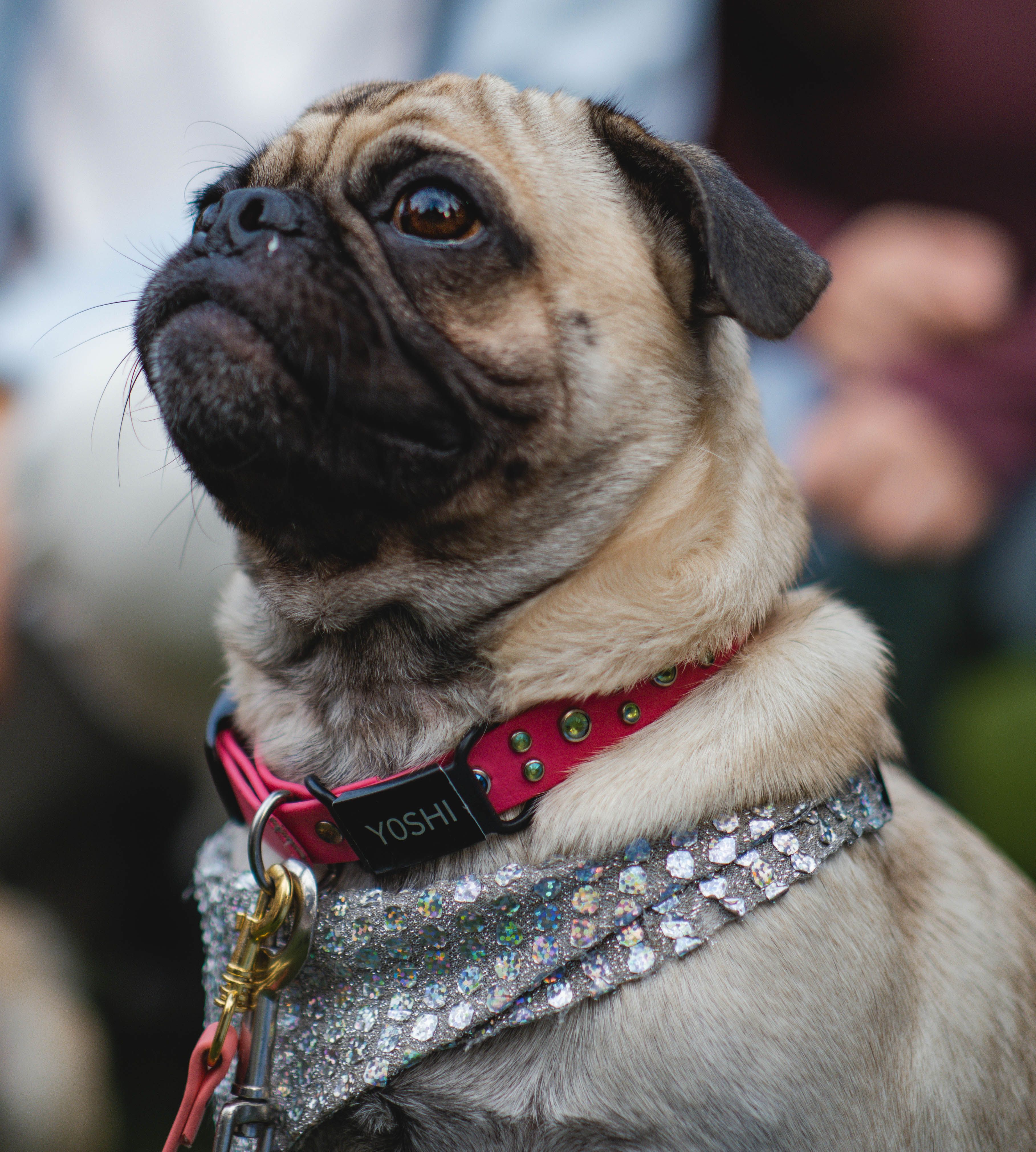A Woman in a Hoodie Holding Her Pet Pug · Free Stock Photo