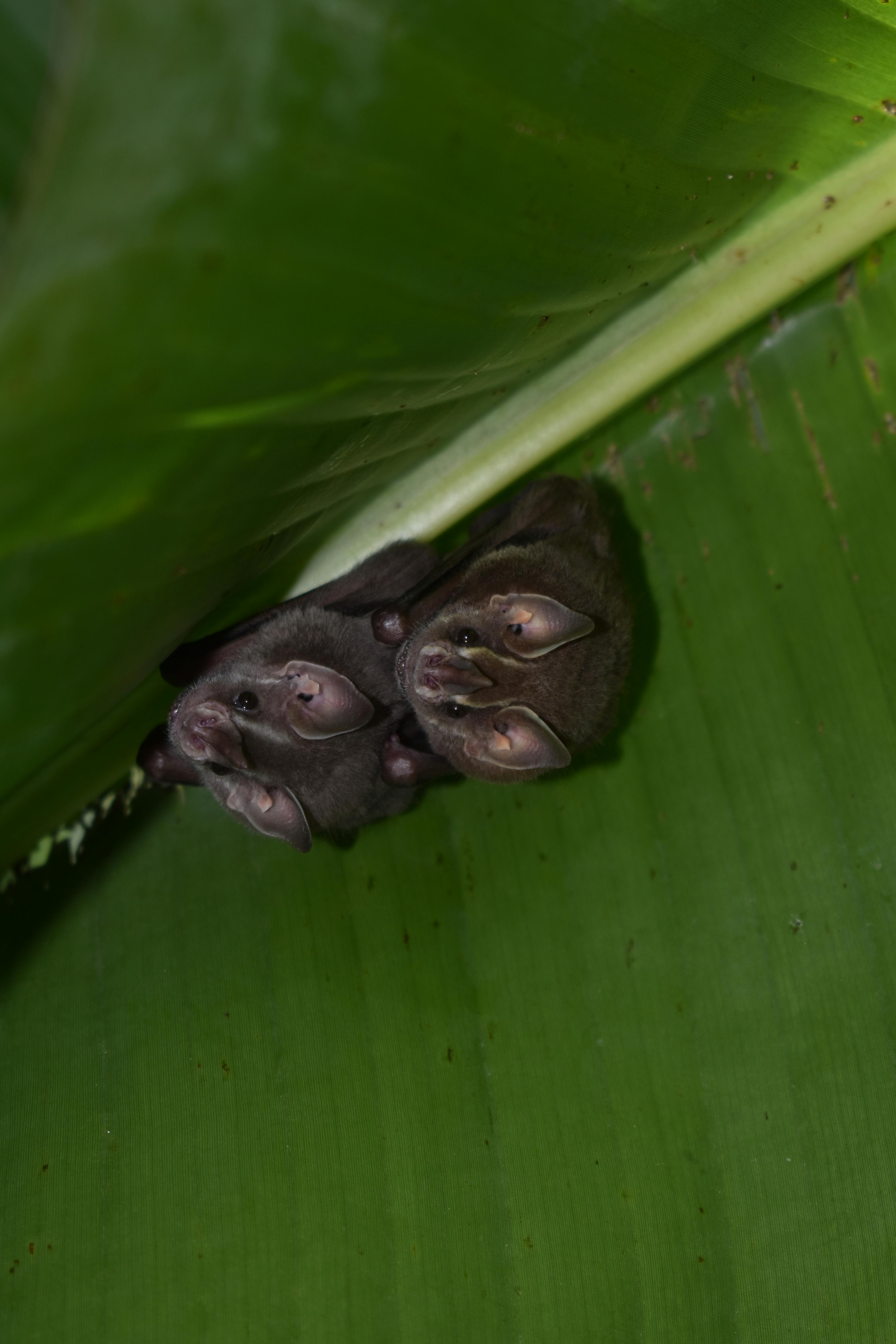 Bats Hanging Upside Down · Free Stock Photo Bats Hanging Upside Down · Free Stock Photo