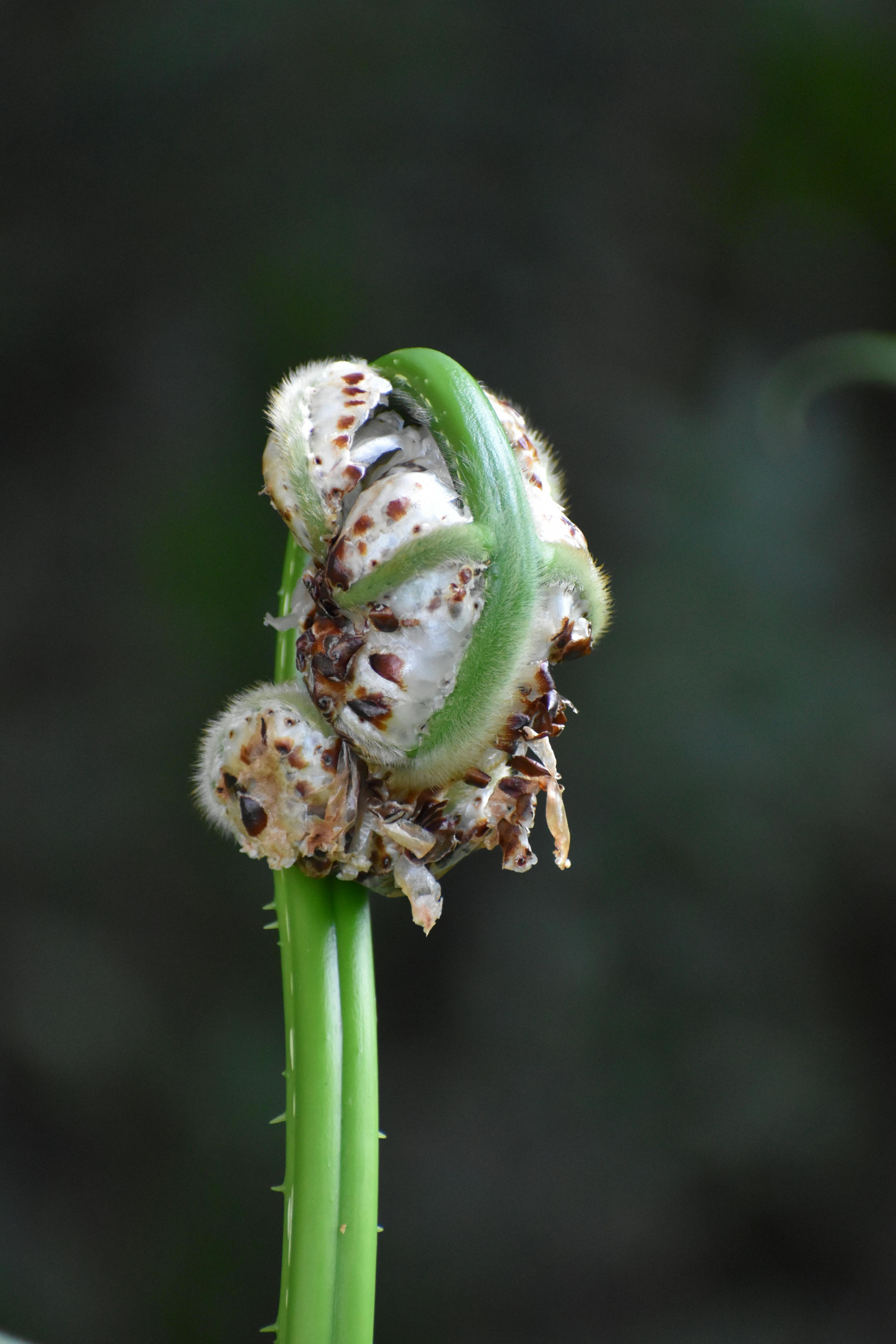 Budding Flowers in Close Up · Free Stock Photo