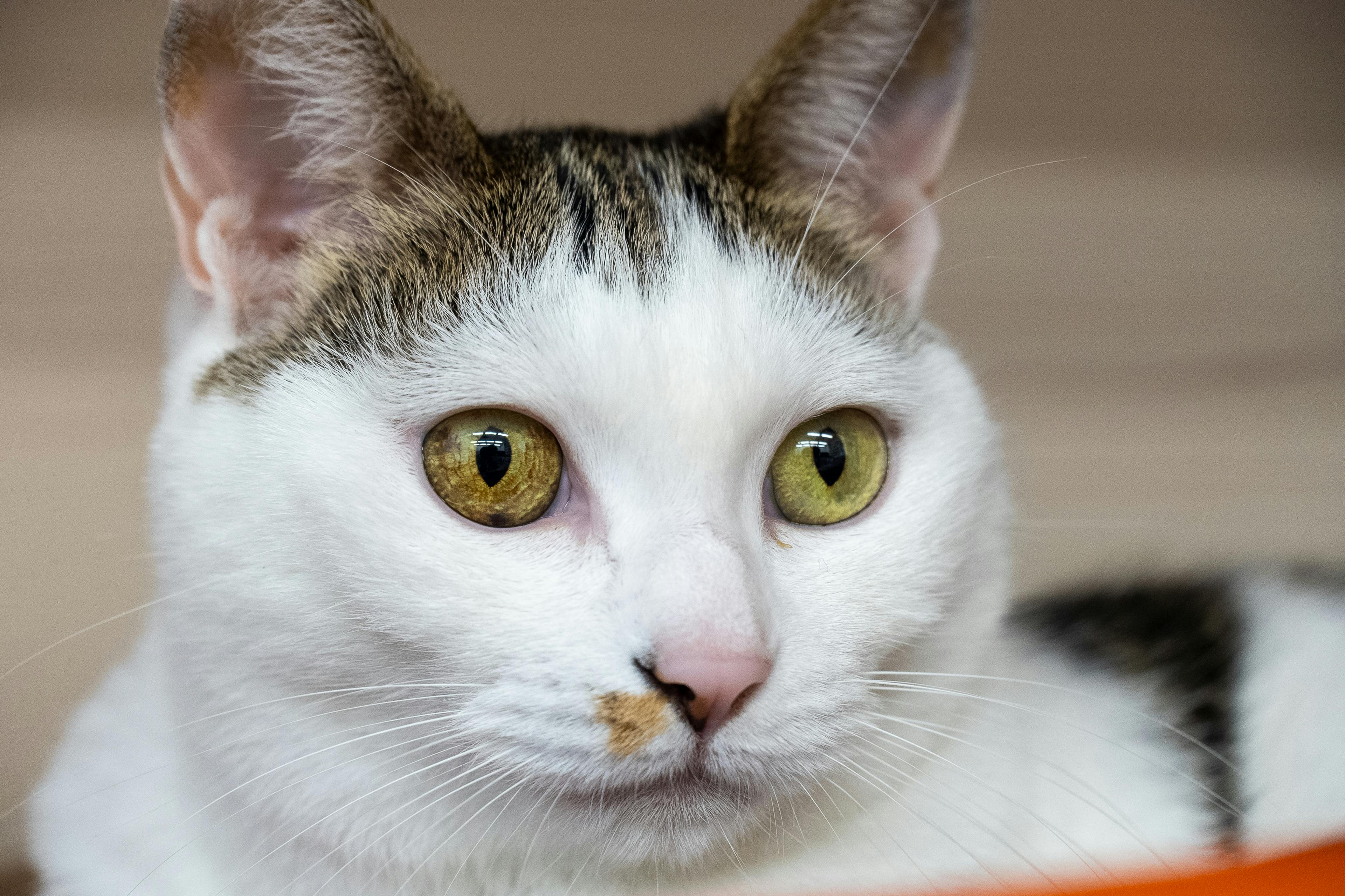 Close up of a Cat Head · Free Stock Photo