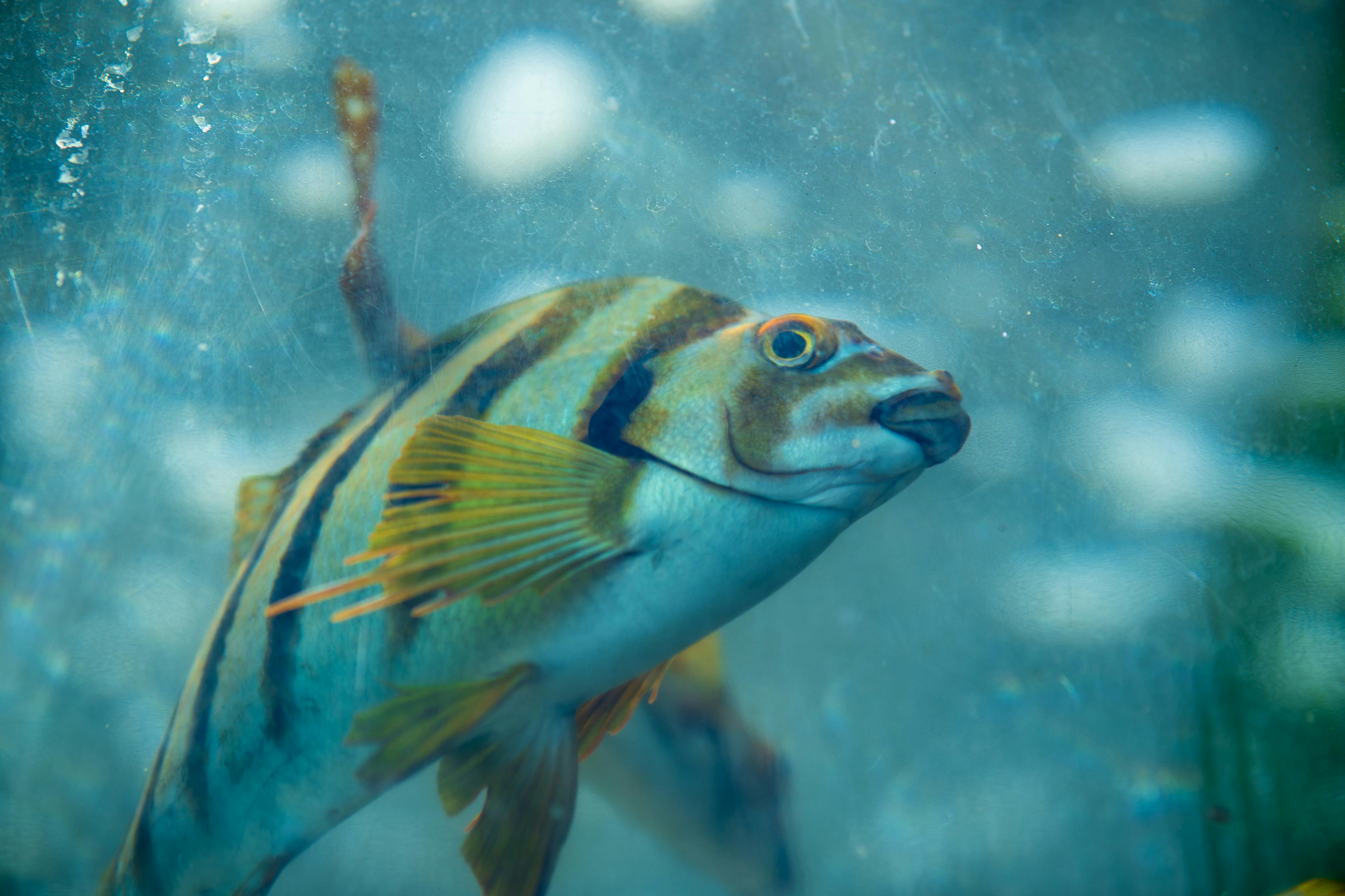 Close-up Photo of an Arowana Fish · Free Stock Photo