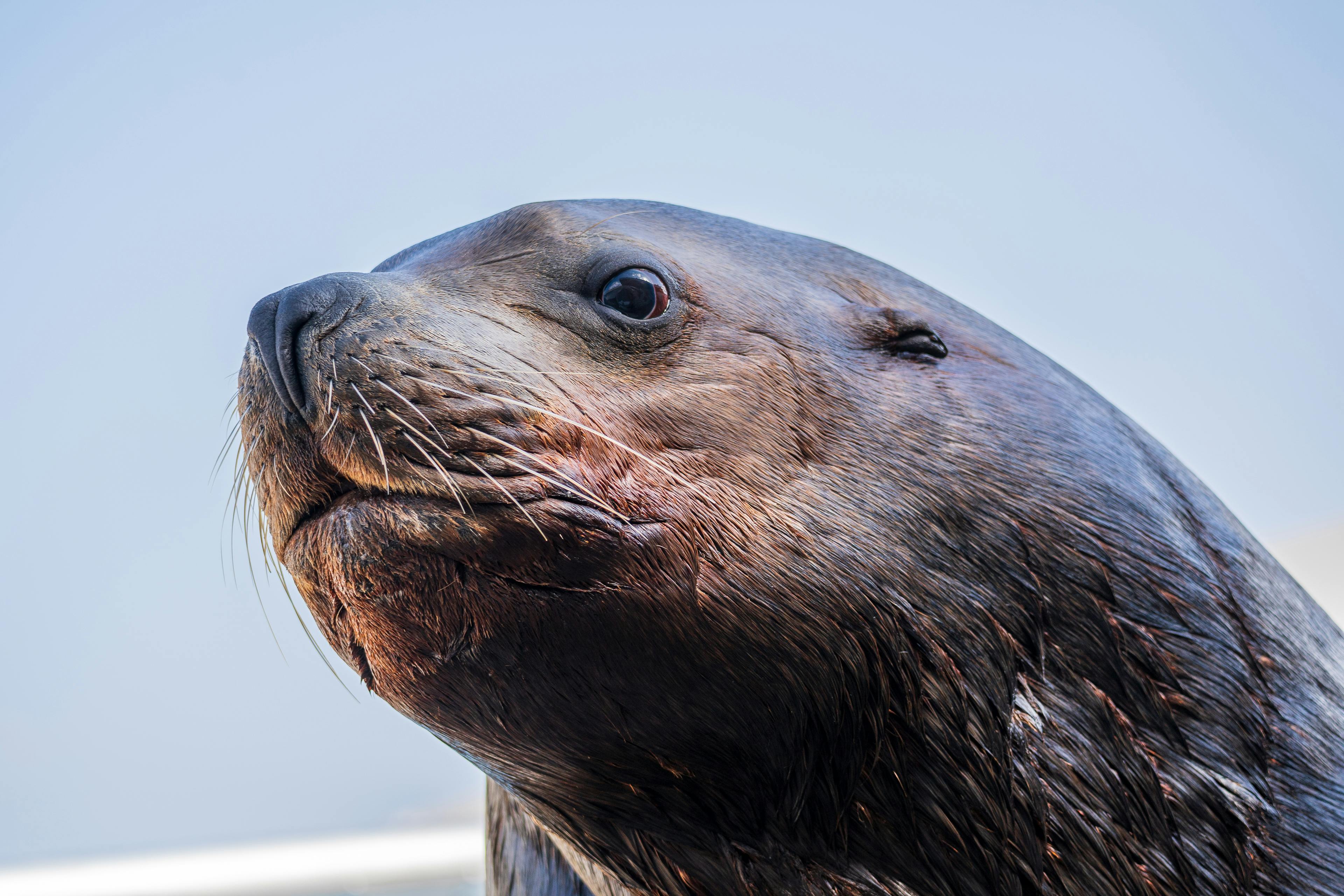 Portrait Photo of Sea Lion · Free Stock Photo