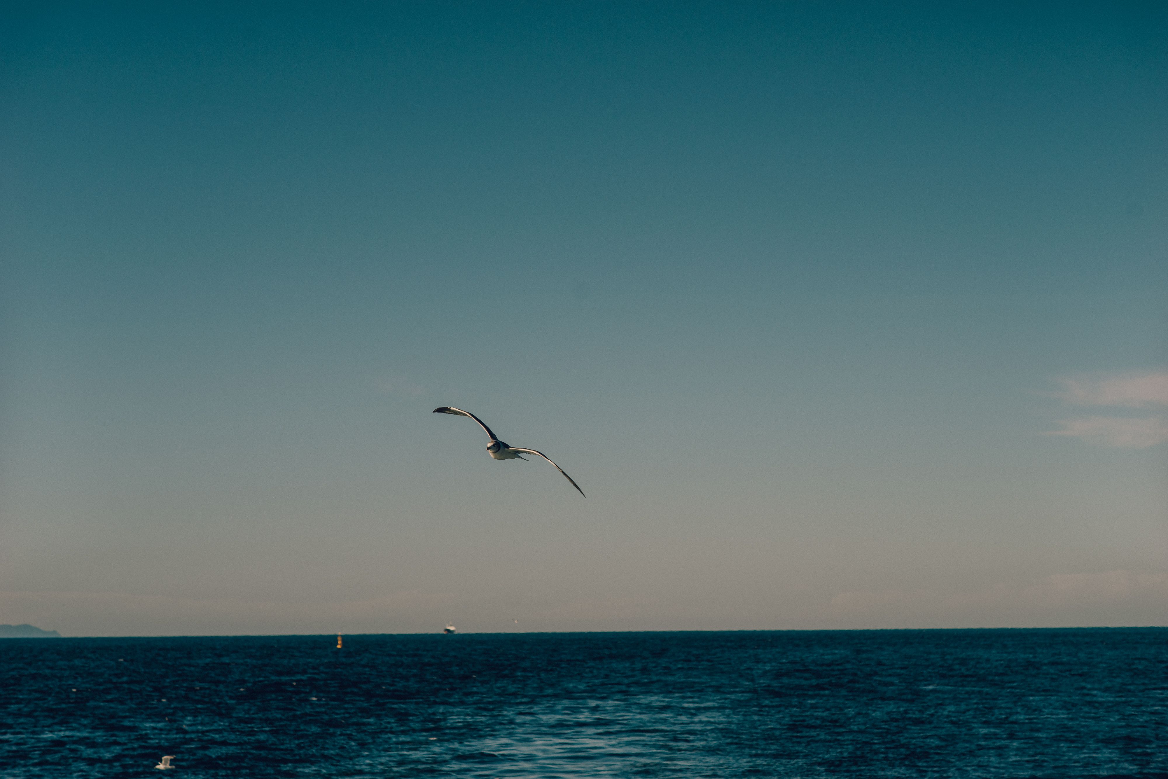 Gull Flying above Sea · Free Stock Photo