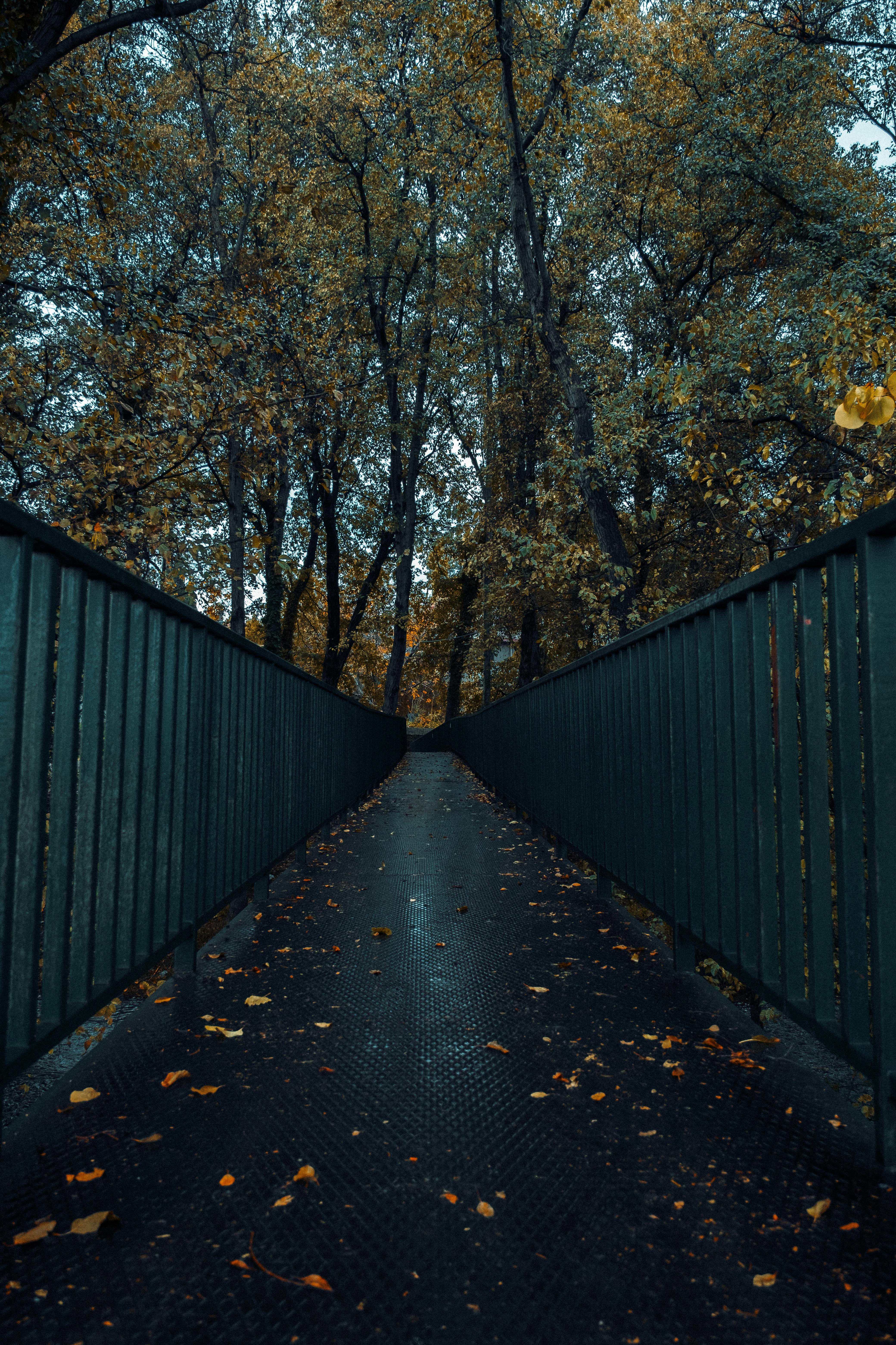 A Bridge in Between Trees · Free Stock Photo
