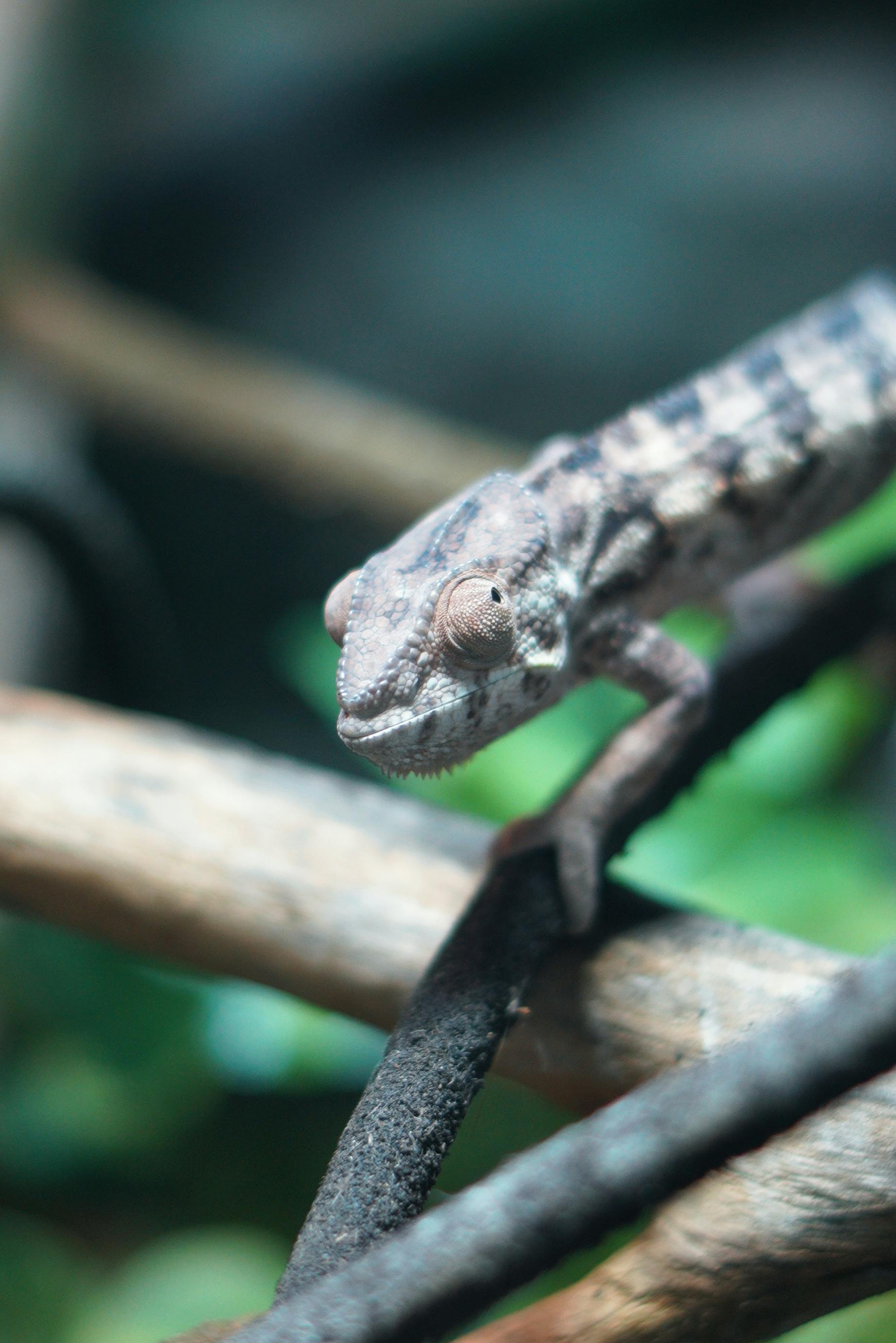Closeup of a Lizard on a Branch · Free Stock Photo