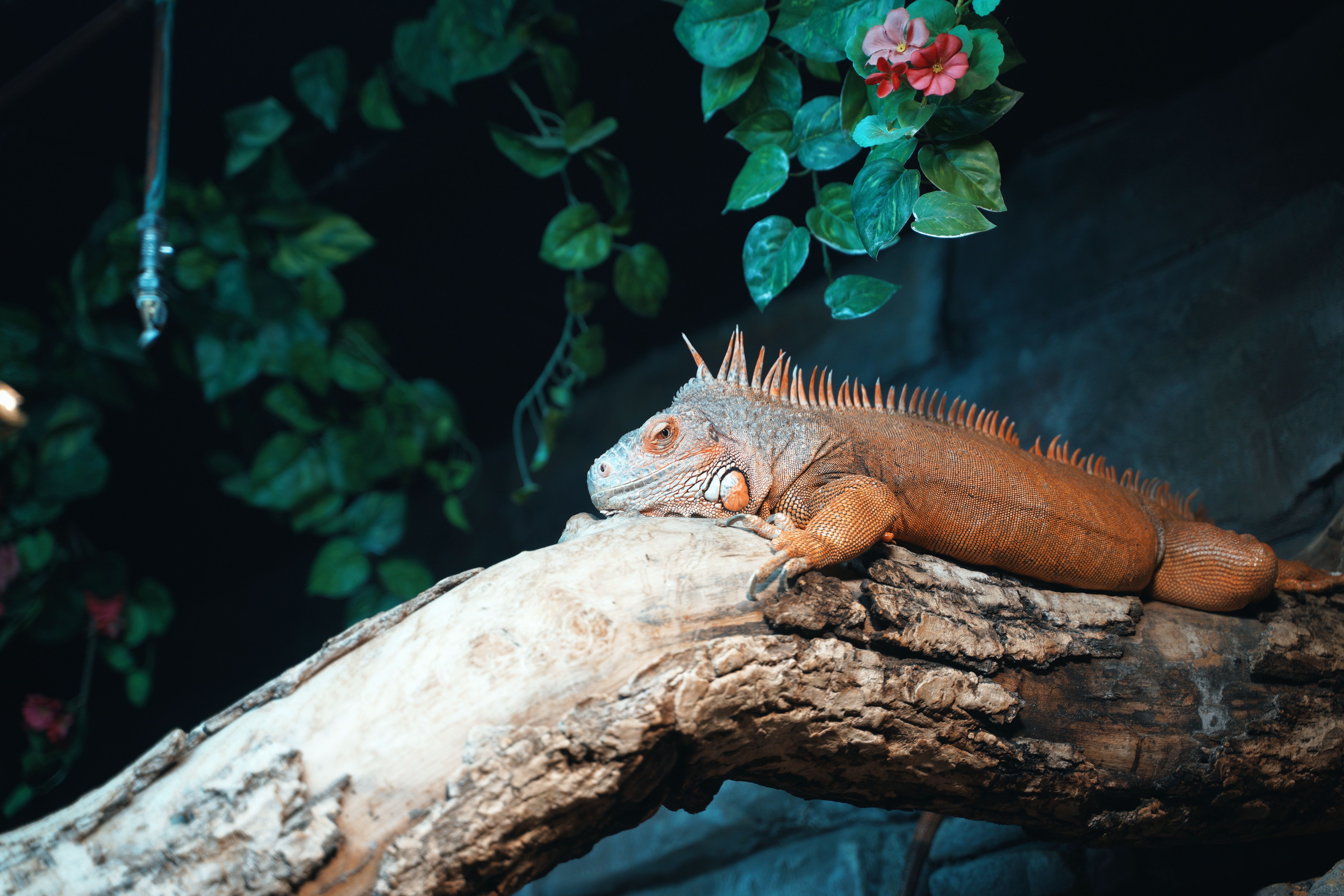 Close-Up Photograph of an Iguana · Free Stock Photo