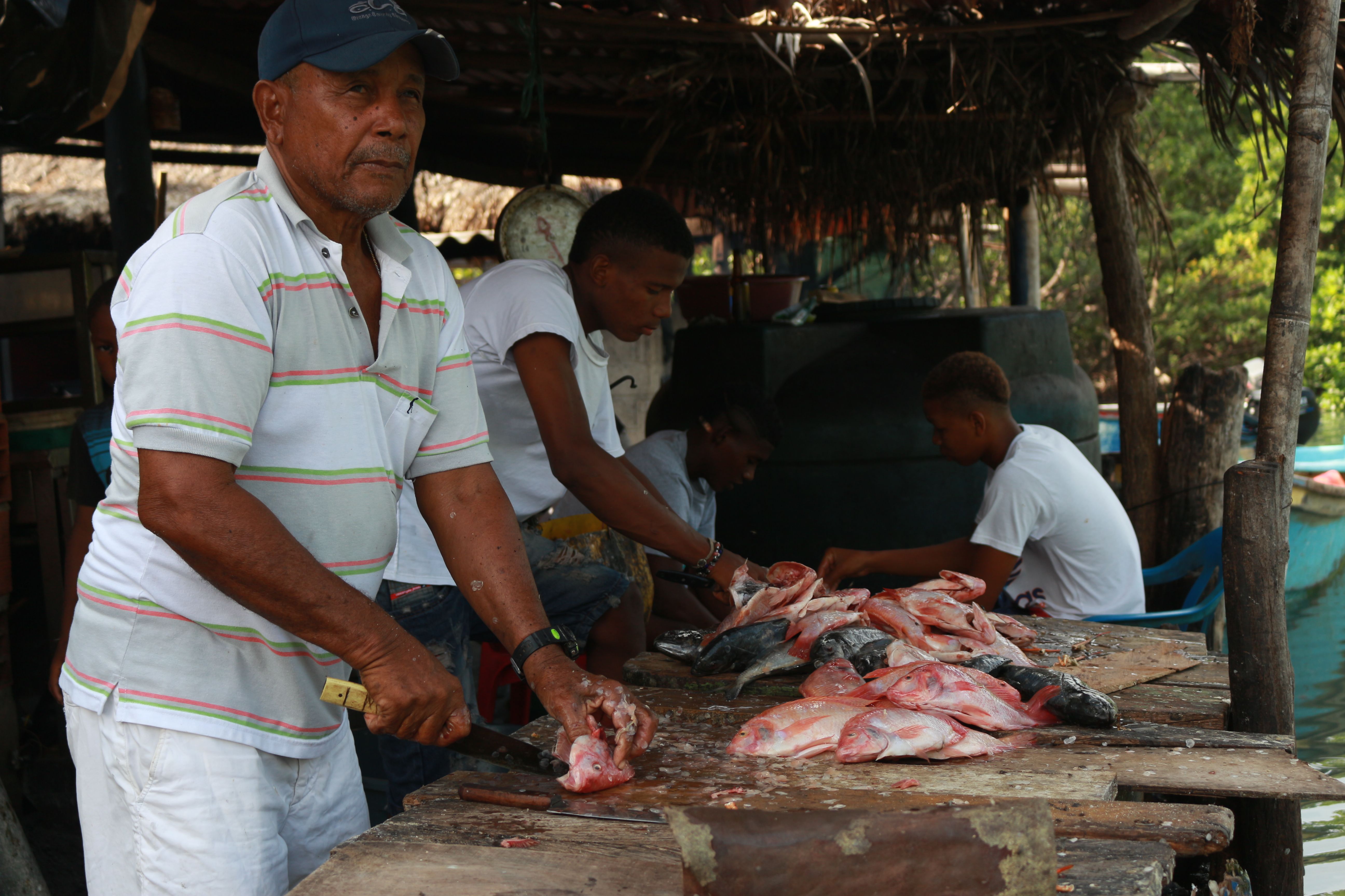 Row of Fish on a Market Stall · Free Stock Photo
